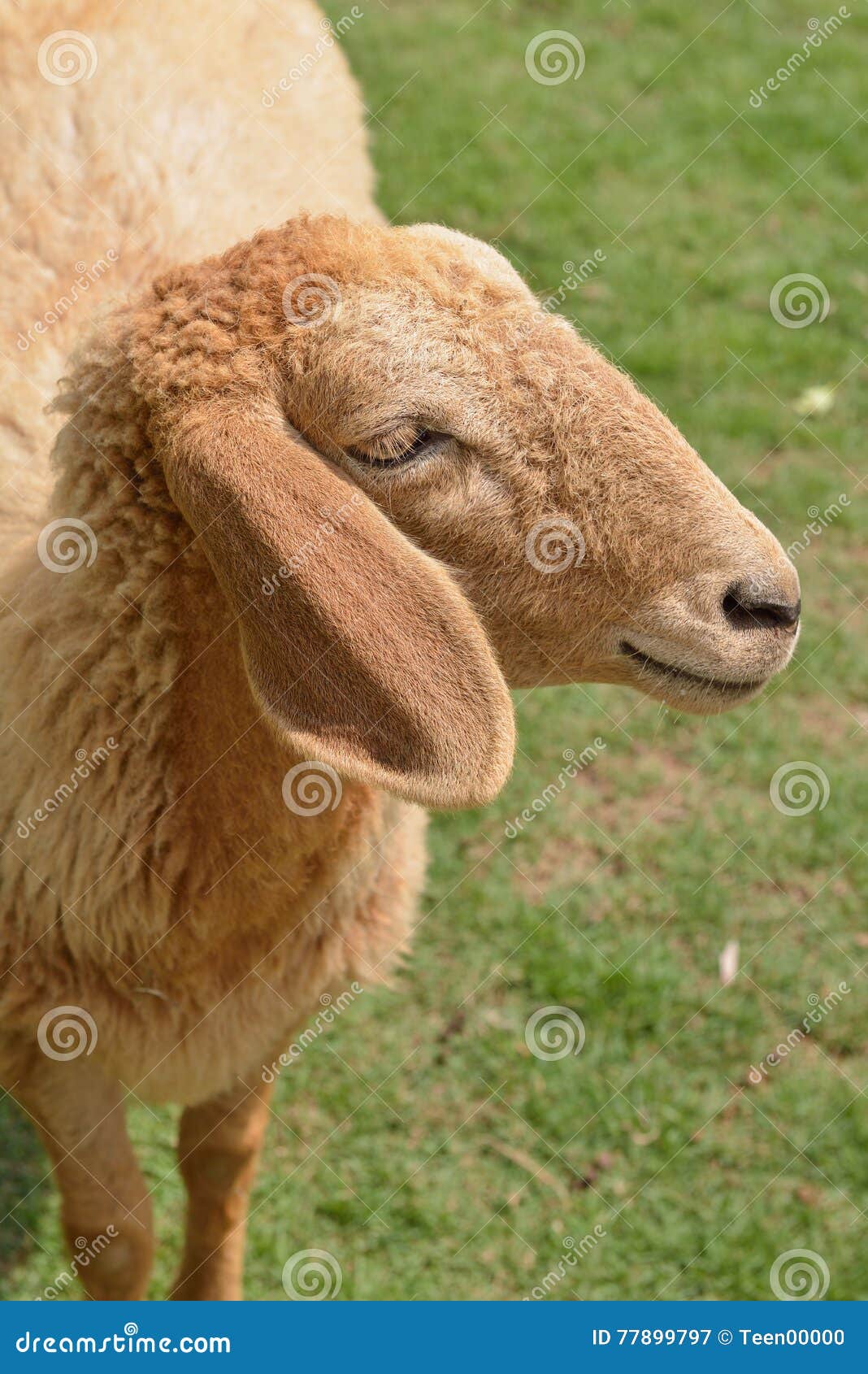 Close Up Sheep Focus on Sheep Eye Stock Image - Image of nature, green ...