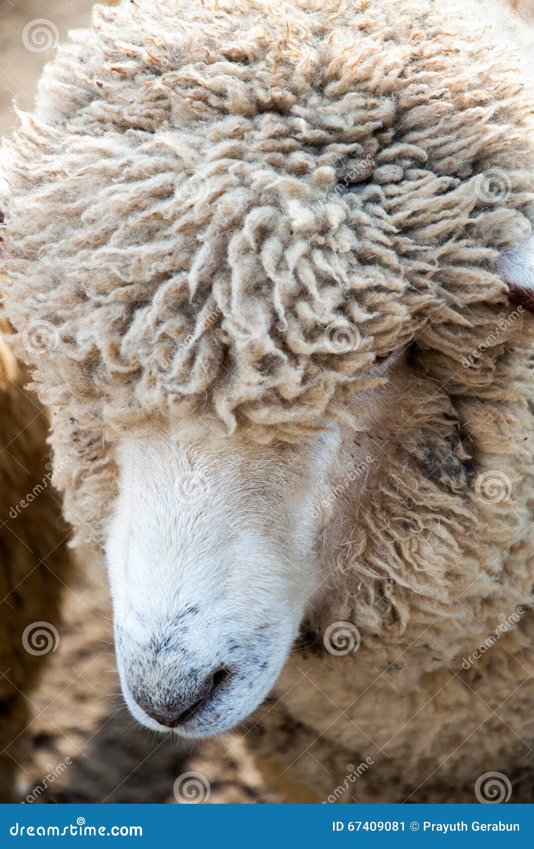 Close Up of a sheep stock image. Image of nature, animal - 67409081