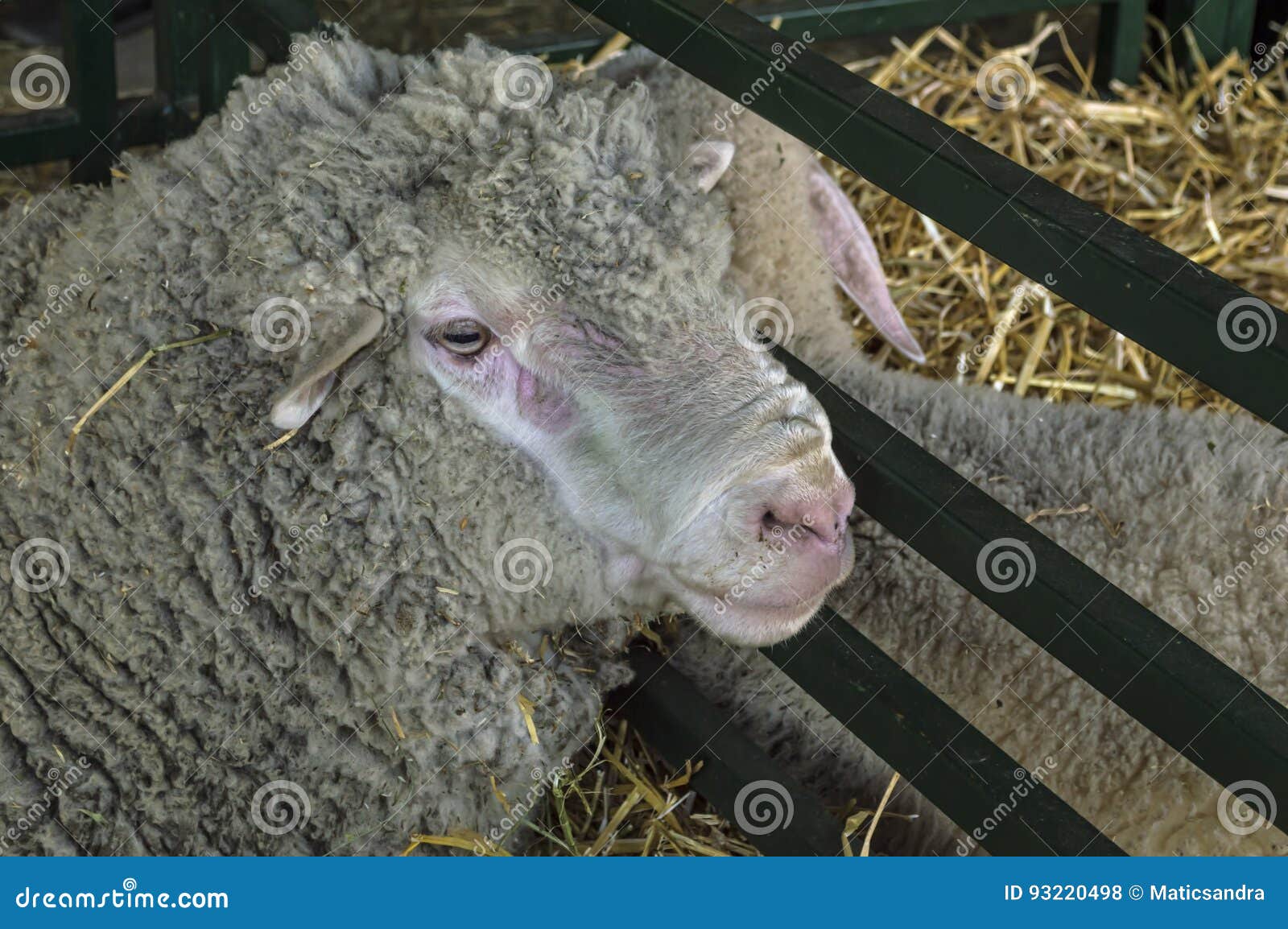 Close Up of a Sheep Head in a Farm Cowshed. Stock Photo - Image of ...