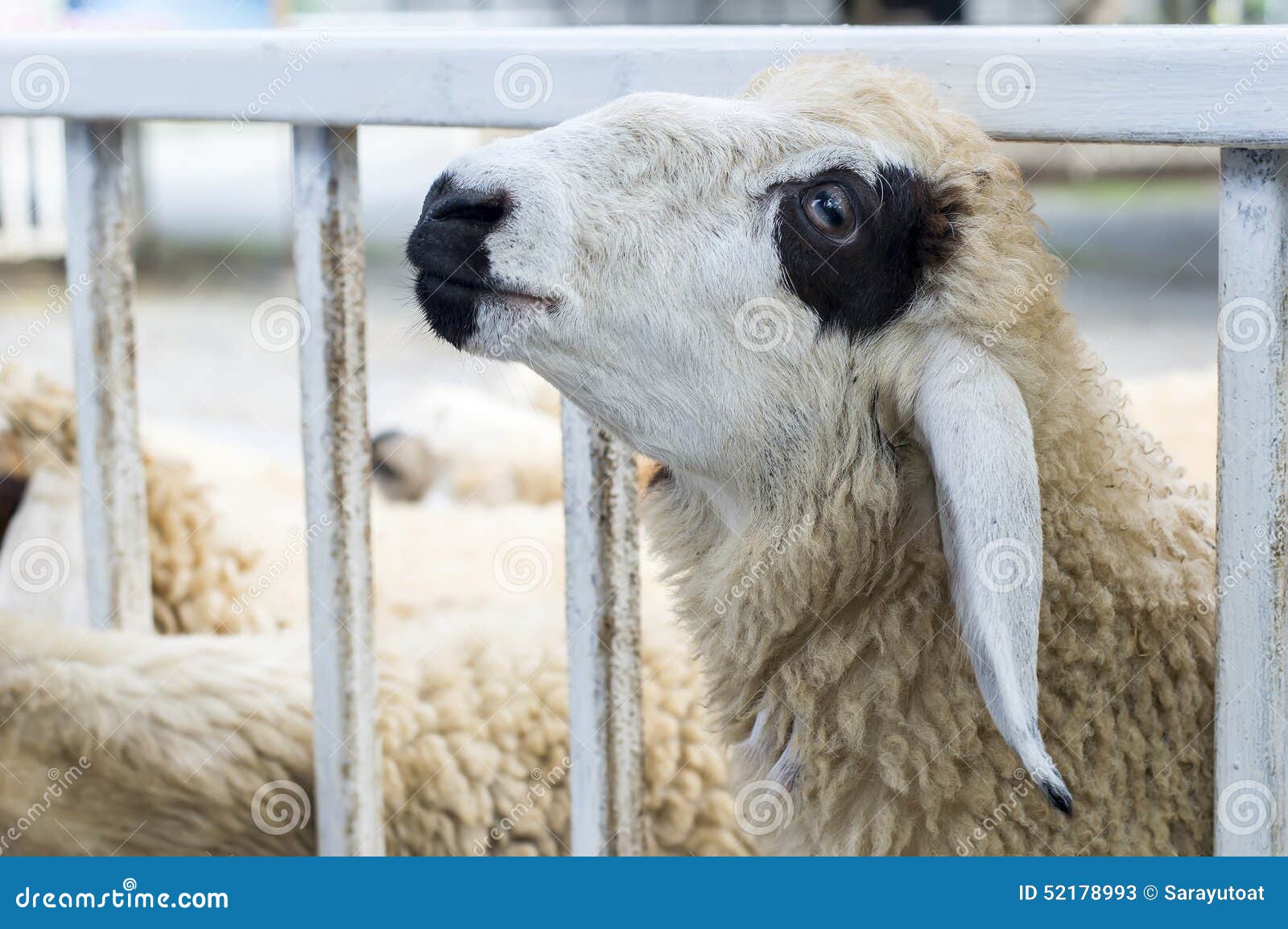 Close Up Sheep Head in Sheep Farm Stock Image - Image of countryside ...