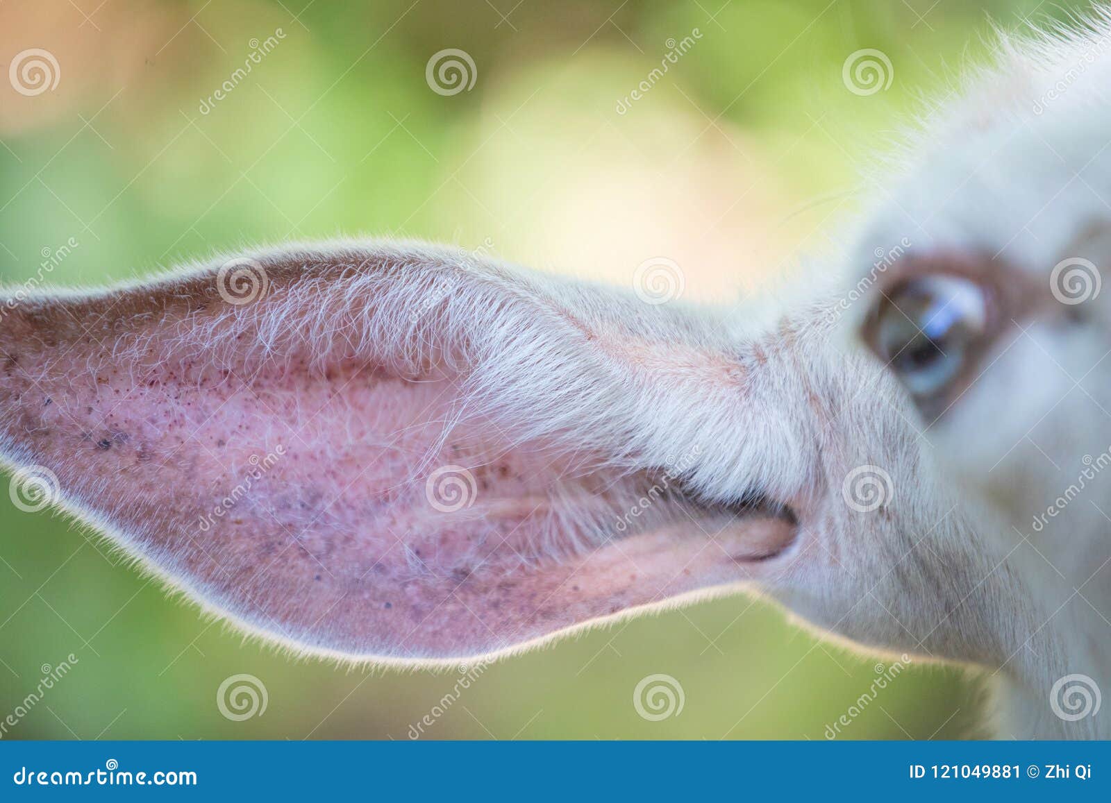 Close up of a sheep`s ear stock image. Image of nature - 121049881