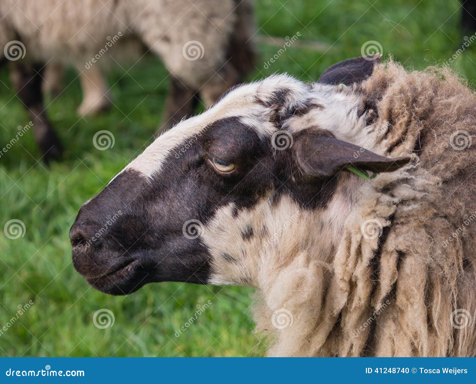 Close-up of sheep s head stock photo. Image of mammal - 41248740