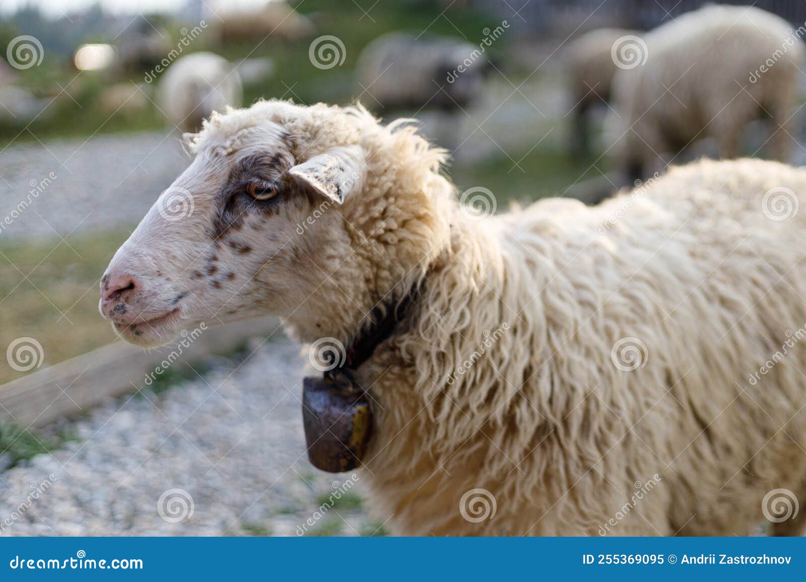 Close-up of a Sheep S Head, Livestock Grazing Stock Image - Image of ...