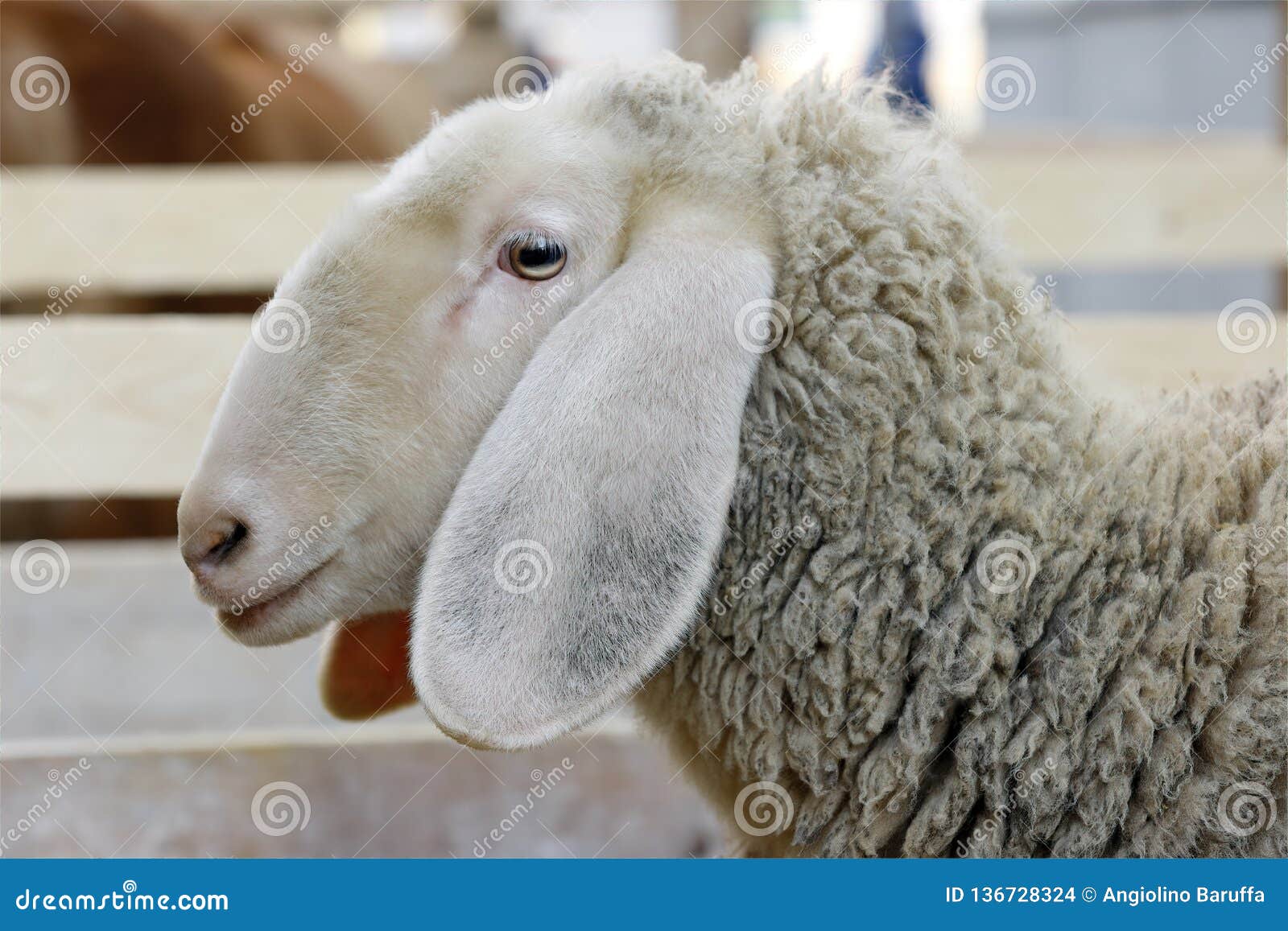 Close-up of a Sheep`s Head Locked in the Fence Stock Photo - Image of ...