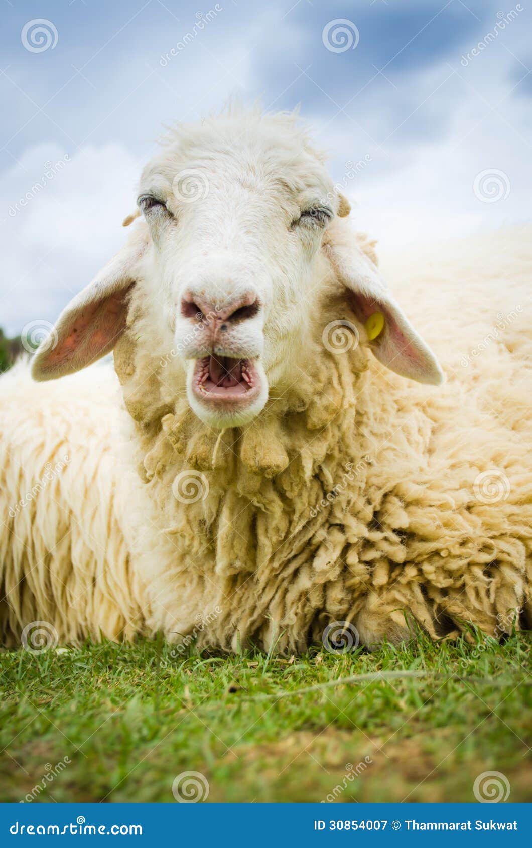 Close up of a sheep stock image. Image of lamb, green - 30854007