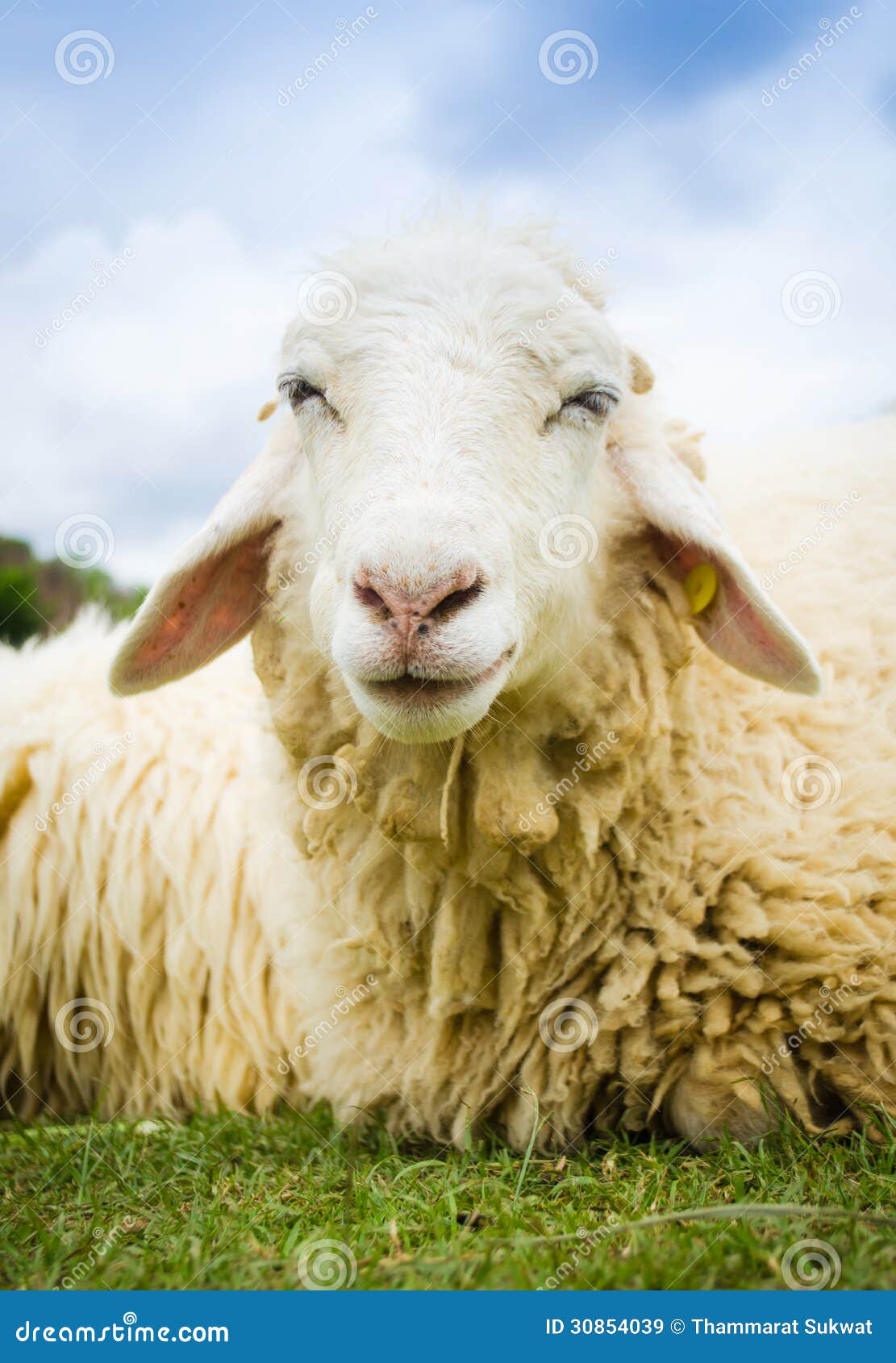 Close up of a sheep stock image. Image of hill, cute - 30854039