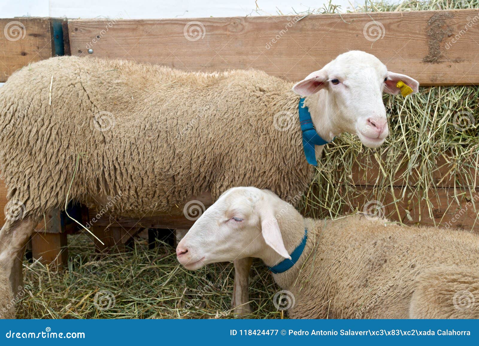 Sheep close up stock image. Image of farming, friendly - 118424477