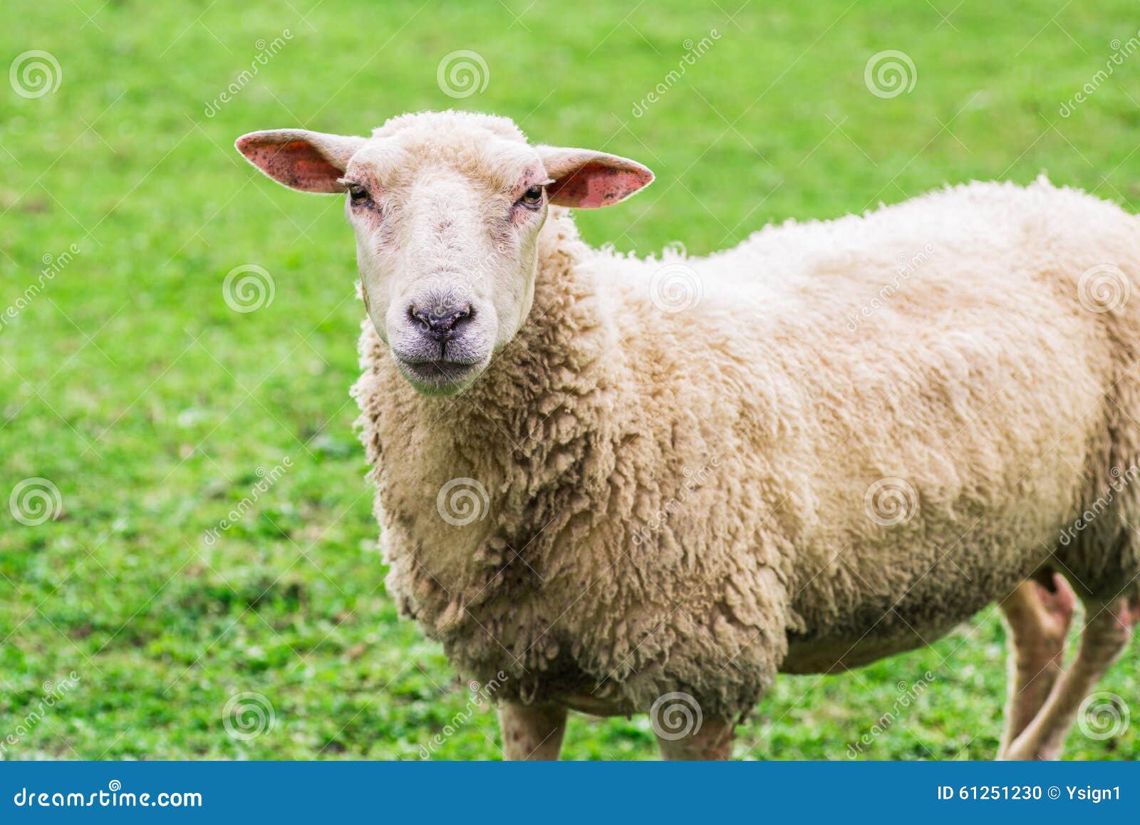 Close Up Of A Sheep Standing On A Lawn Stock Photo - Image: 61251230
