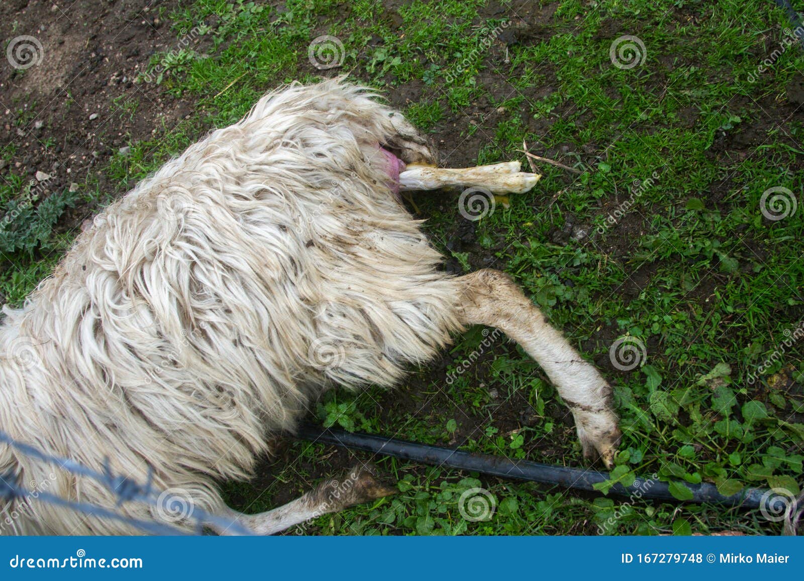 Close Up of Sheep that is about To Give Birth Already with the Placenta ...