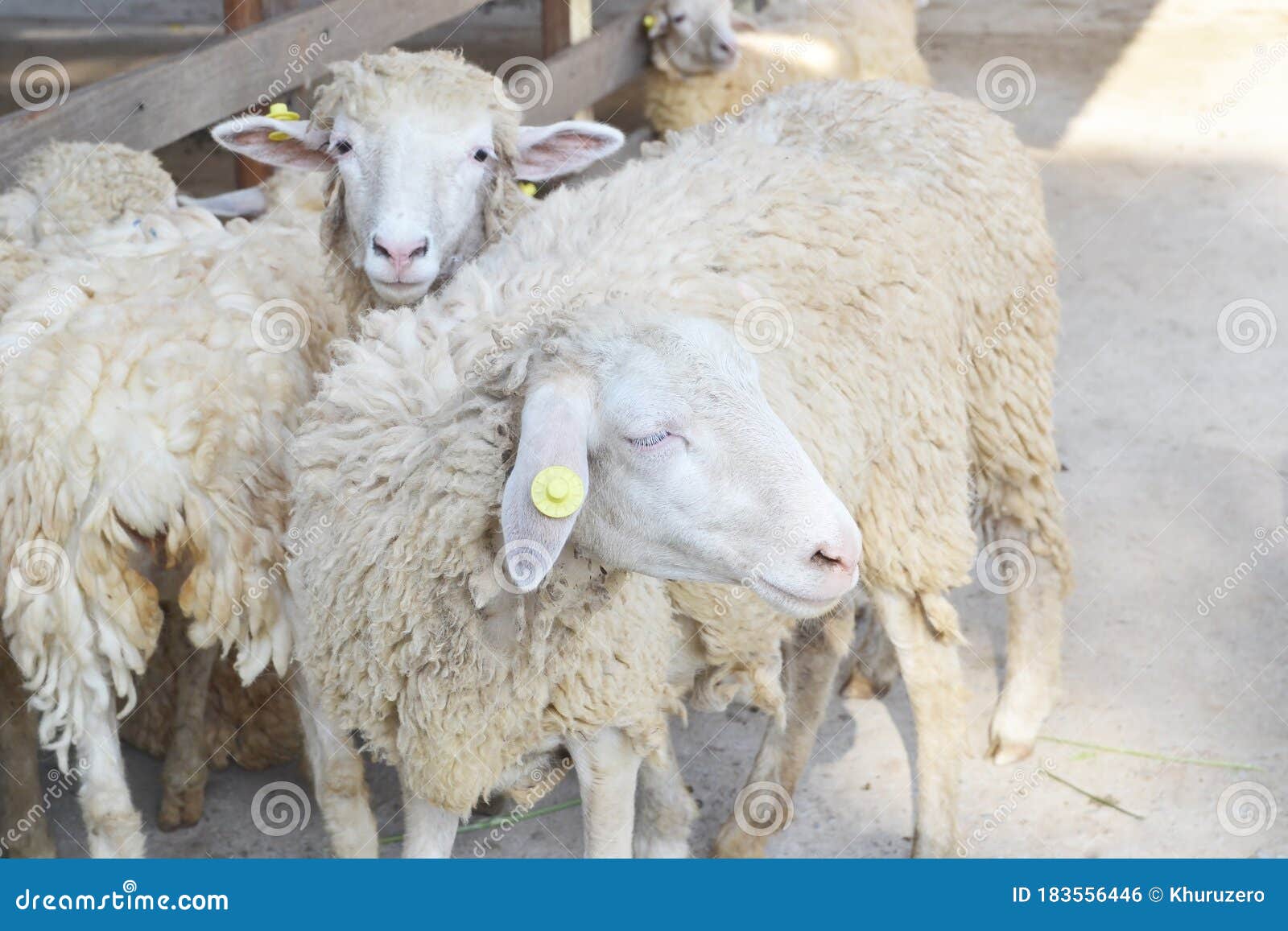 Close up of sheep stock photo. Image of farming, closeup - 183556446