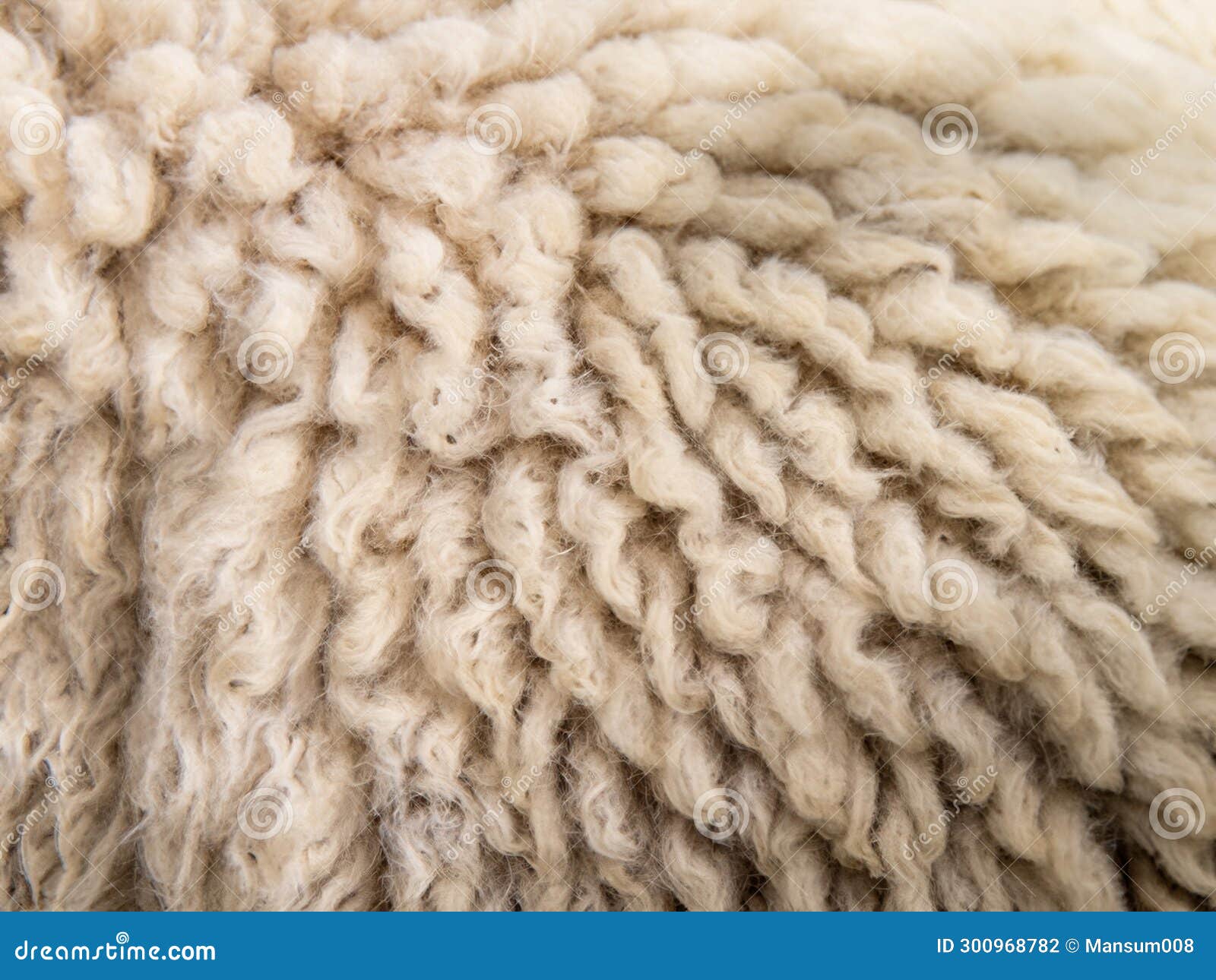 Sheep wool texture stock photo. Image of pattern, design - 300968782
