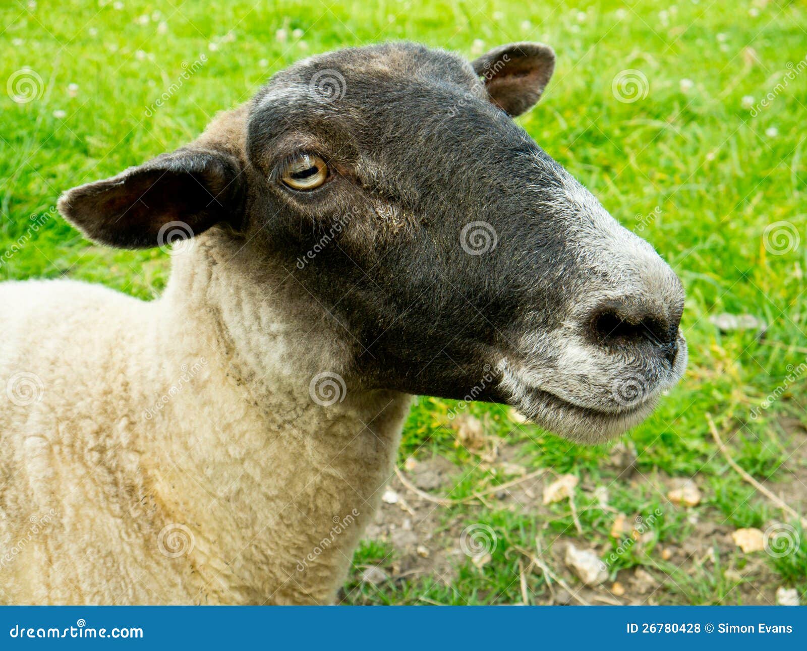 Close up of a sheeps head stock photo. Image of wool - 26780428