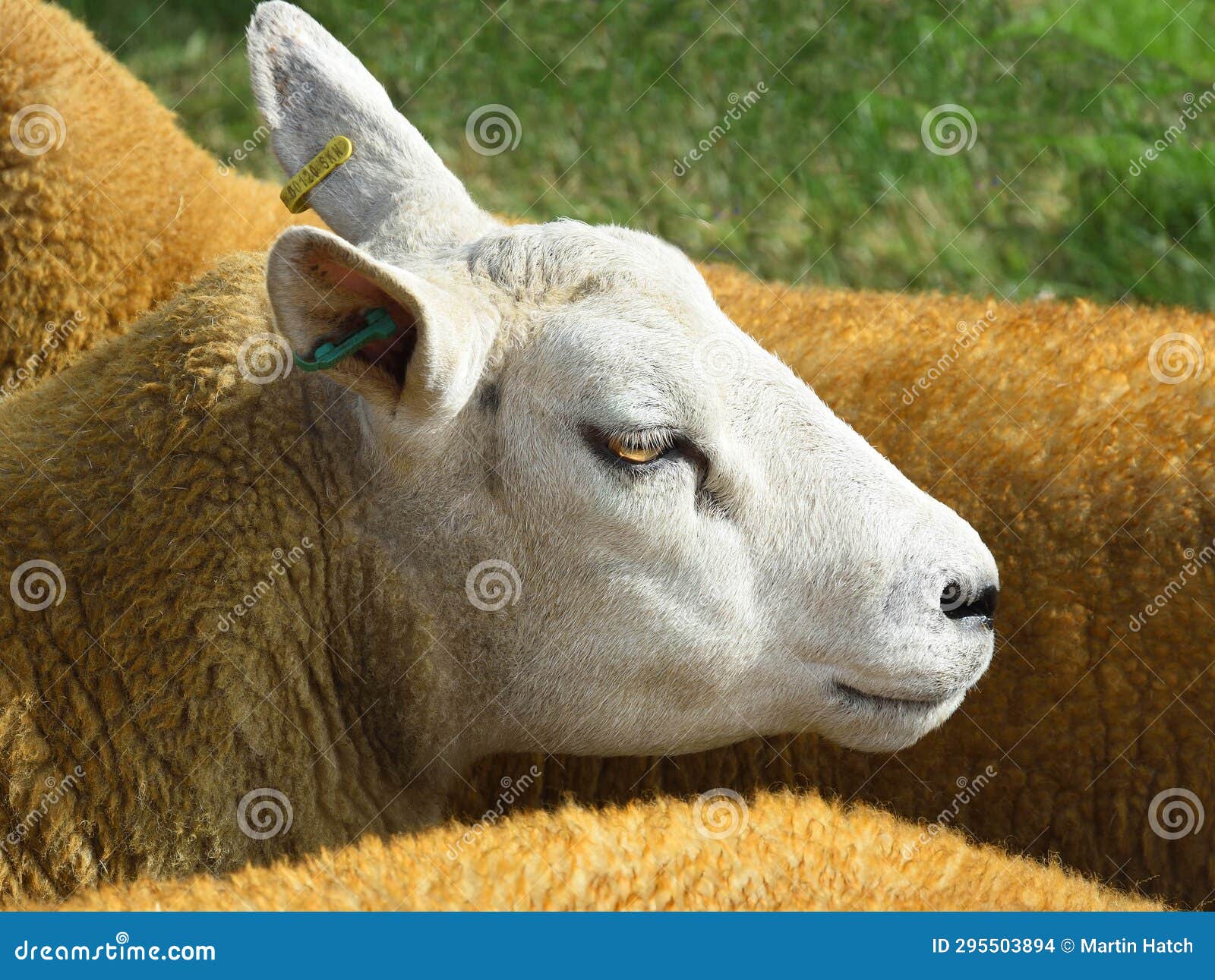Close up of Sheeps head stock photo. Image of grass - 295503894