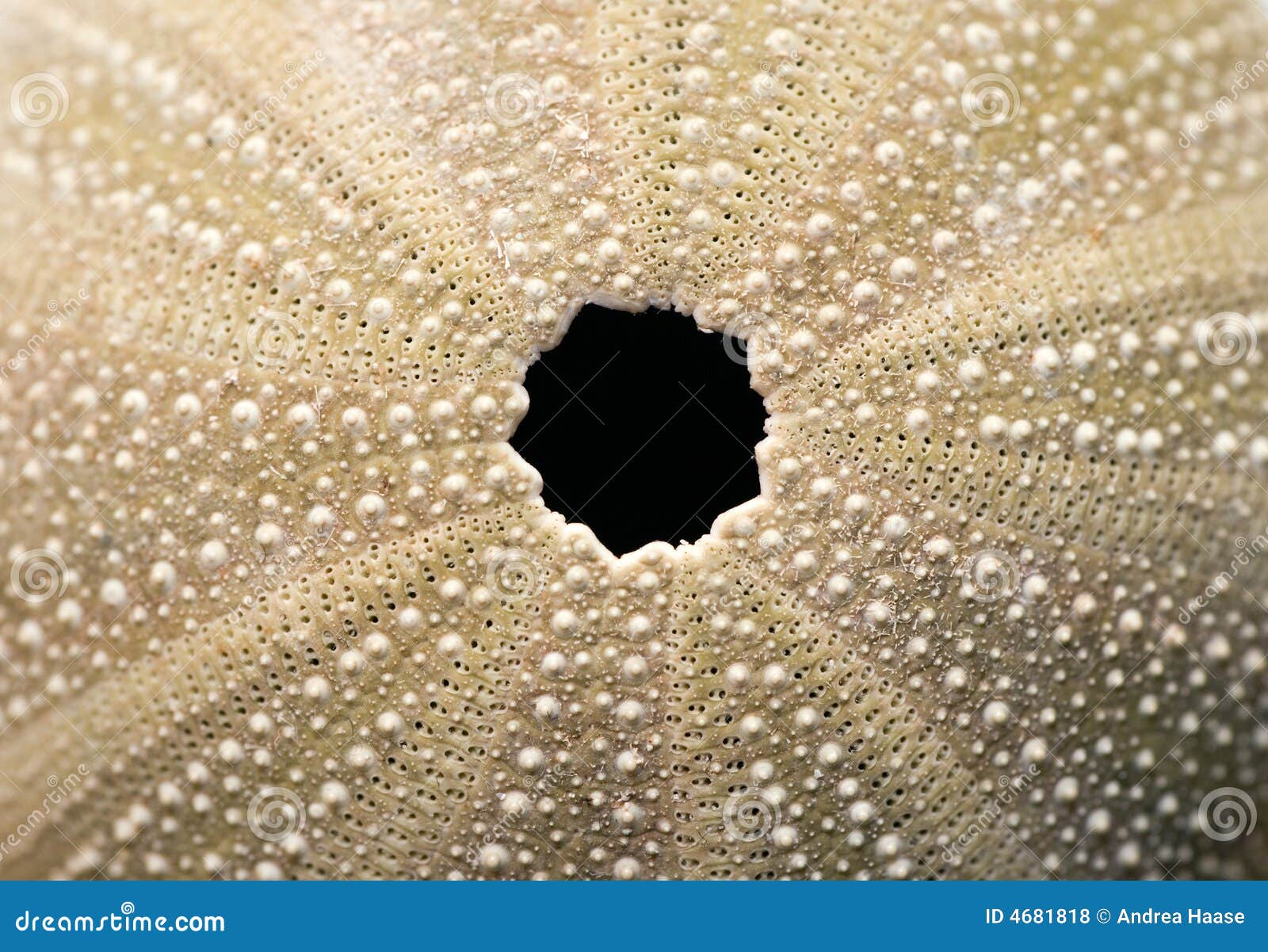 Close up of shell stock photo. Image of texture, close - 4681818