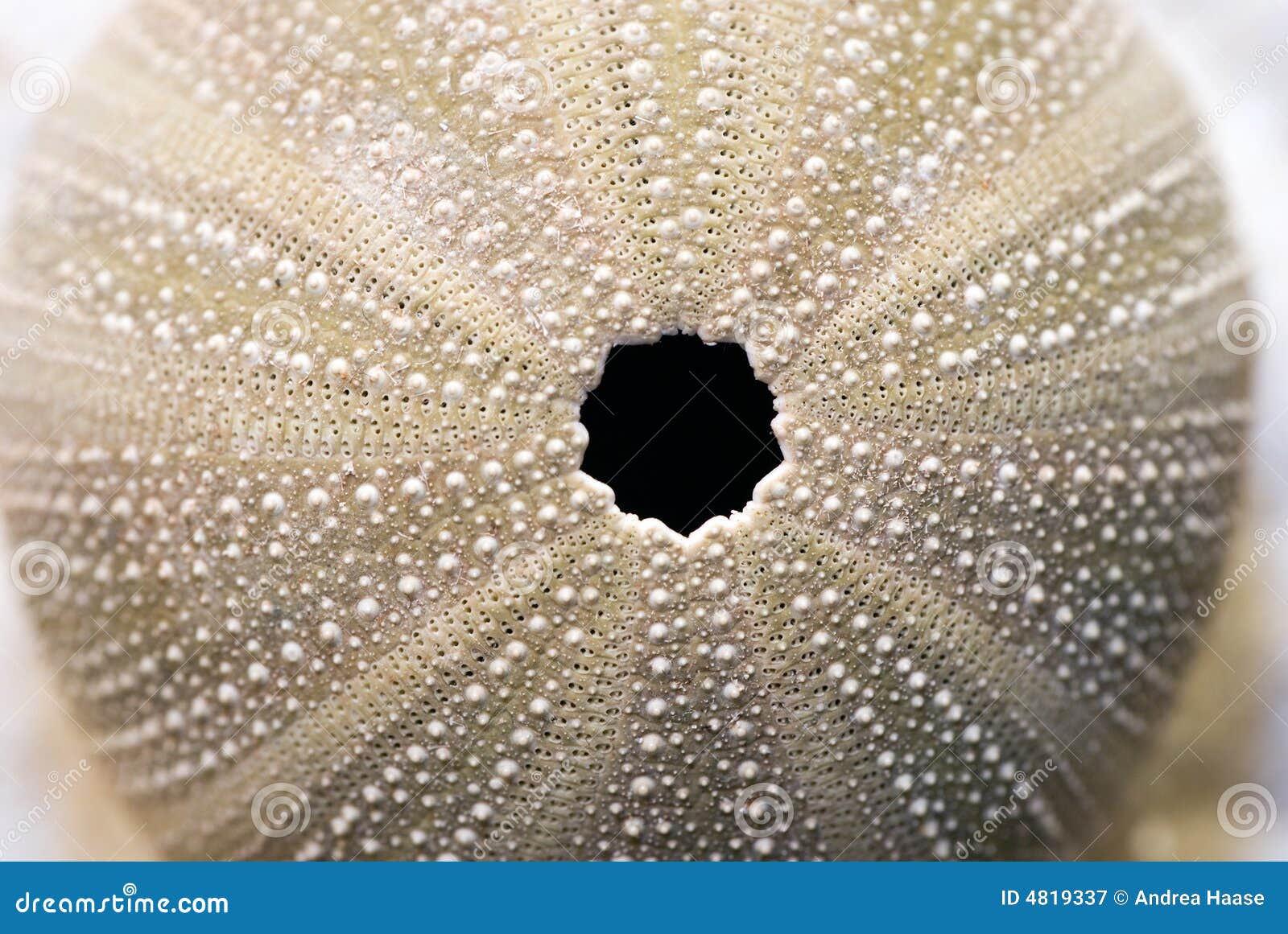 Close up of shell stock image. Image of texture, urchin - 4819337