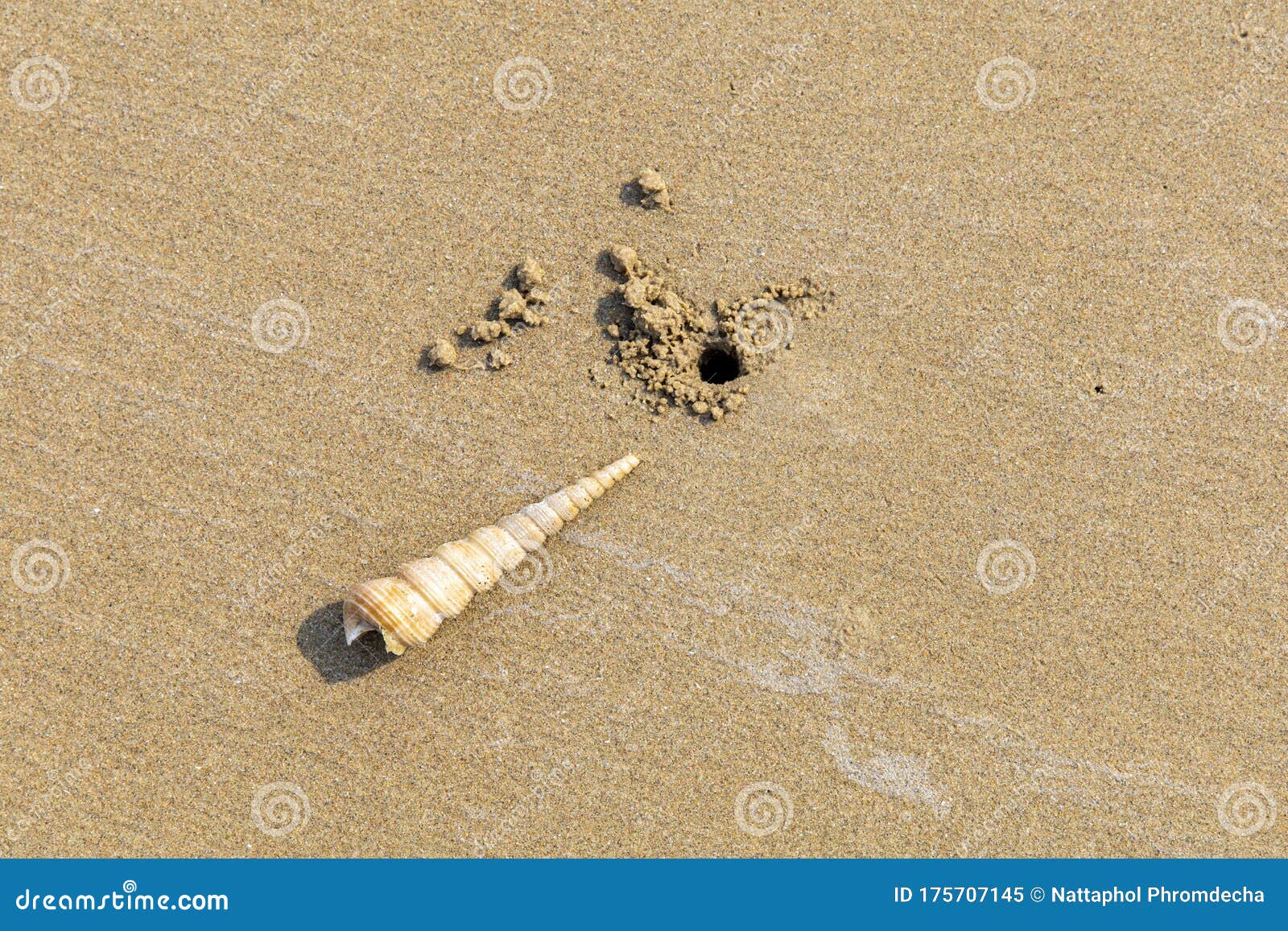 Close Up Shell on the Beach Sand Texture and Background Stock Image ...
