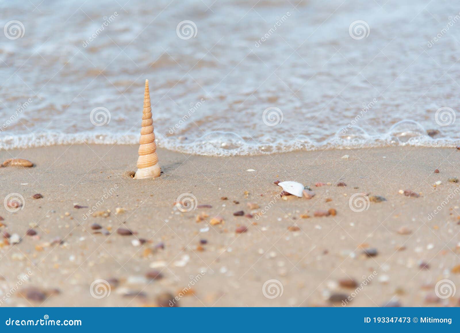 Close Up Shell on the Beach Stock Image - Image of seashore, shore ...