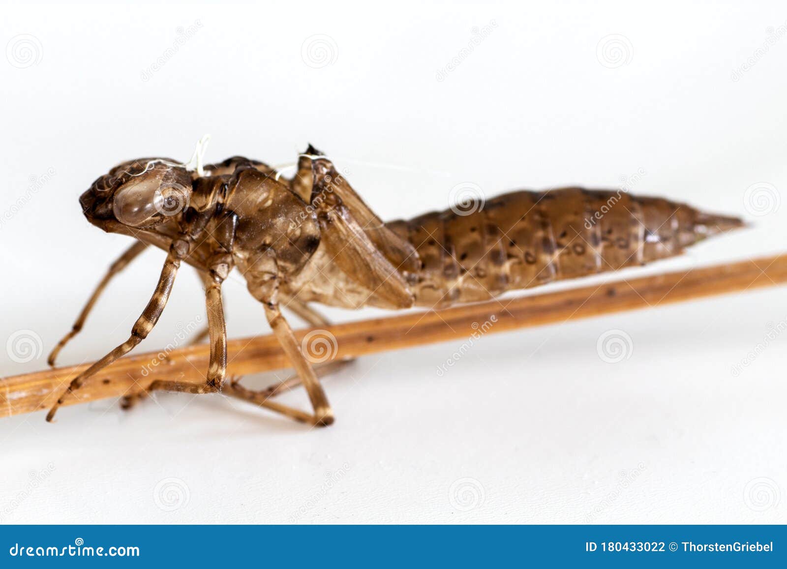 Close Up of the Shell of a Dragonfly Larva Stock Photo - Image of ...