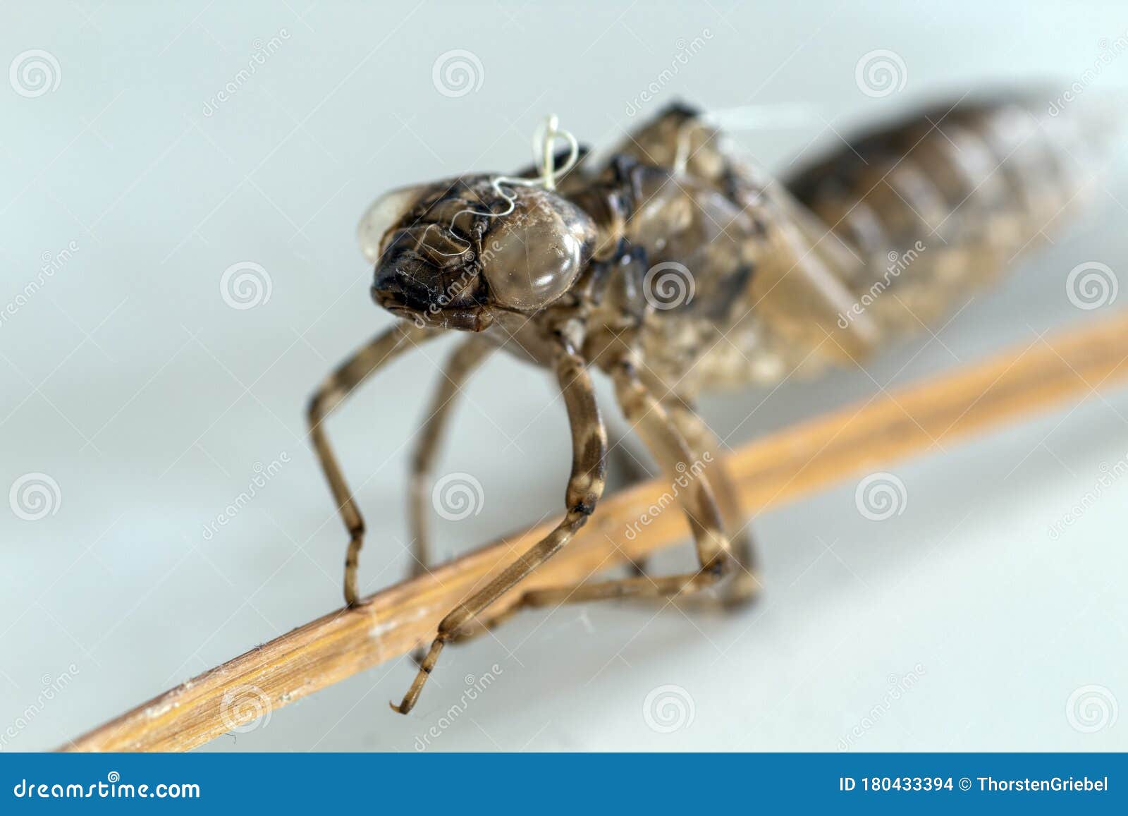 Close Up of the Shell of a Dragonfly Larva Stock Photo - Image of ...