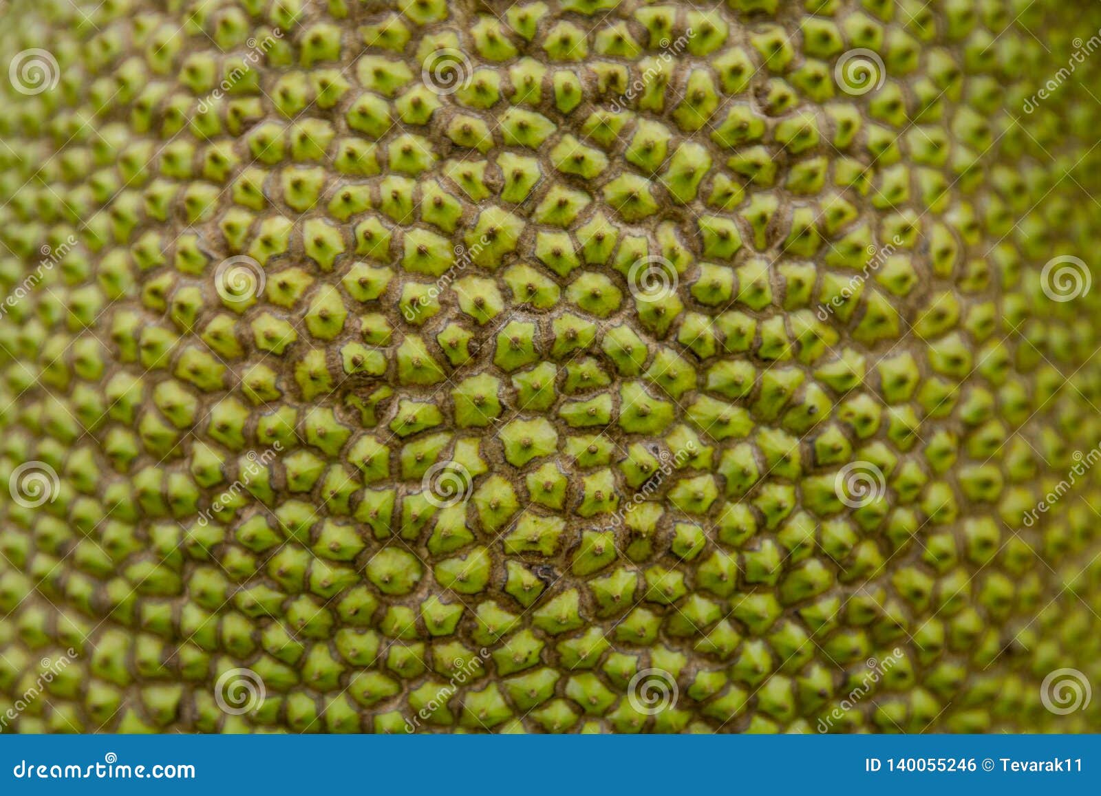 Close Up Shell Jackfruit Texture Background Stock Photo - Image of ...
