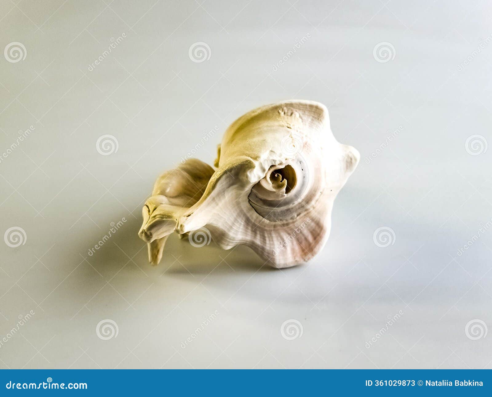 Close-up Shell of a Lambis Truncata Mollusk on a White Background Stock ...