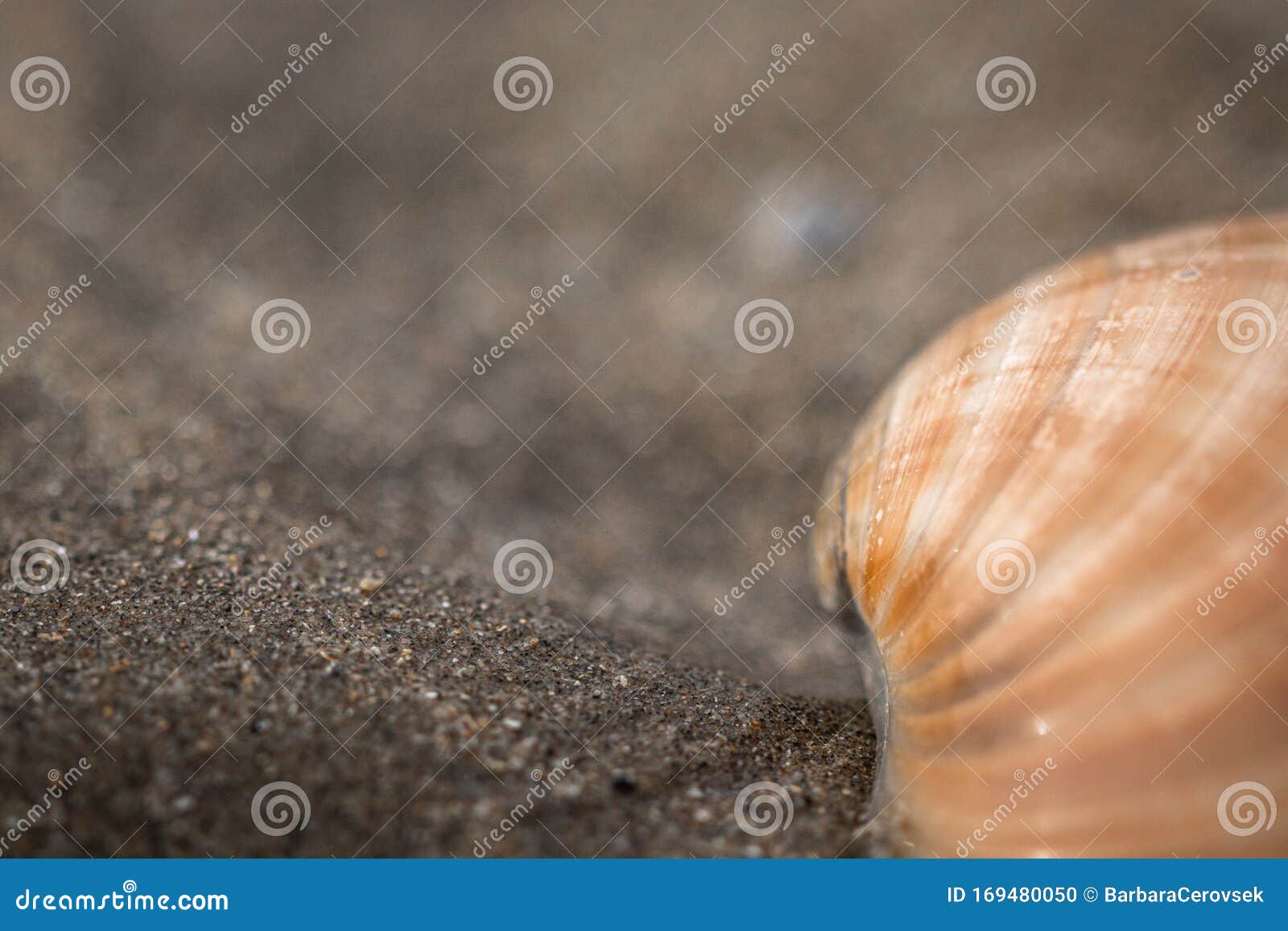 Close Up of Shell Lying in Sand Stock Photo - Image of close, graphic ...