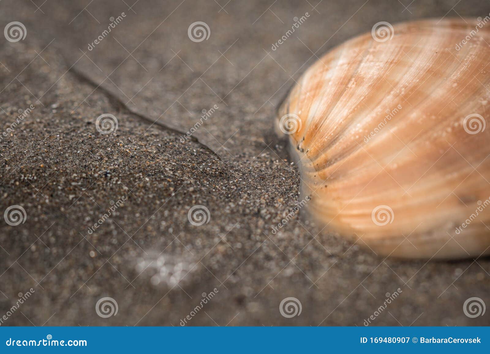 Close Up of Shell Lying in Sand Stock Image - Image of graphic, nature ...