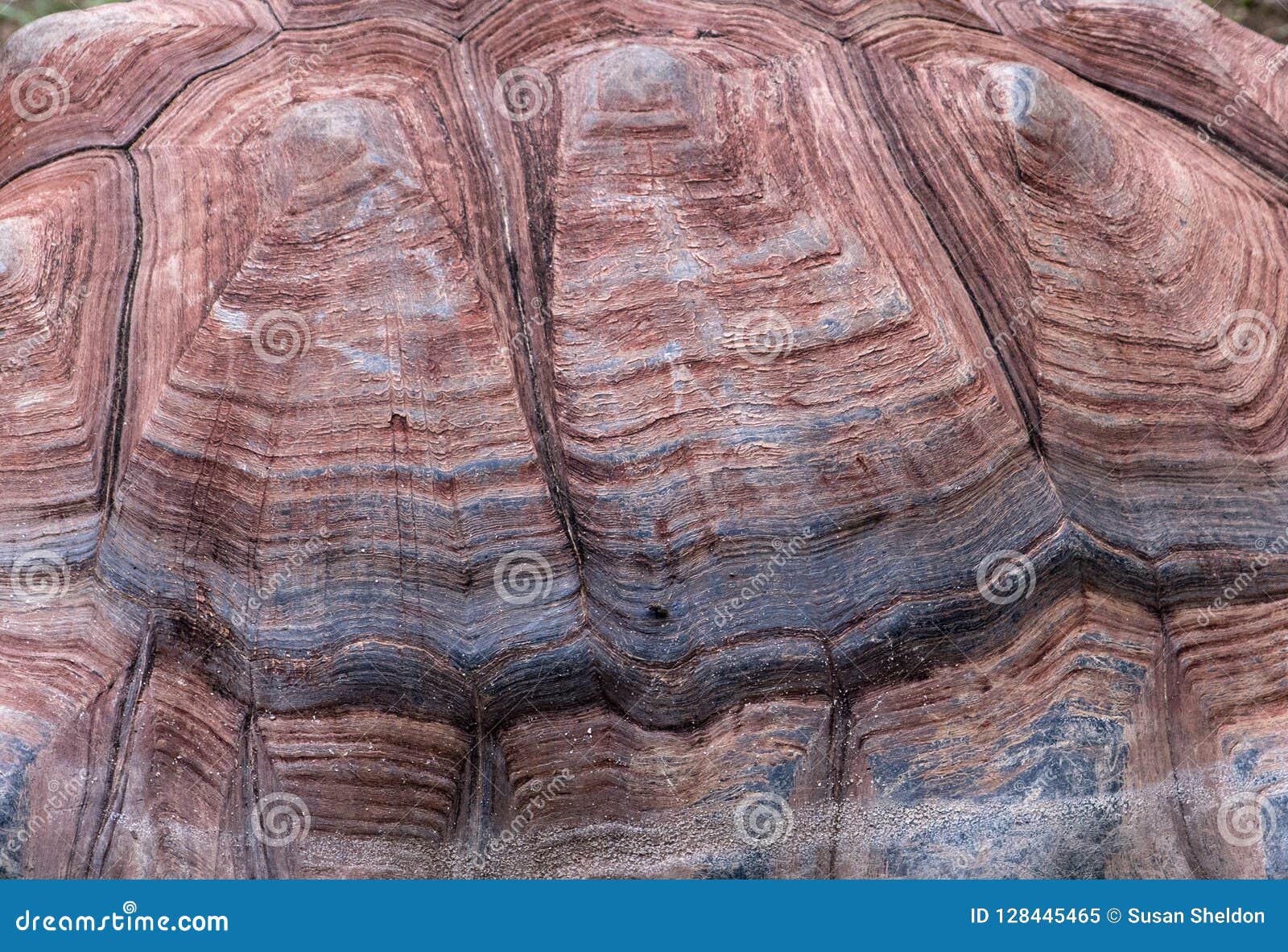 Close Up of a Shell Pattern from a Giant Tortoise Stock Image - Image ...