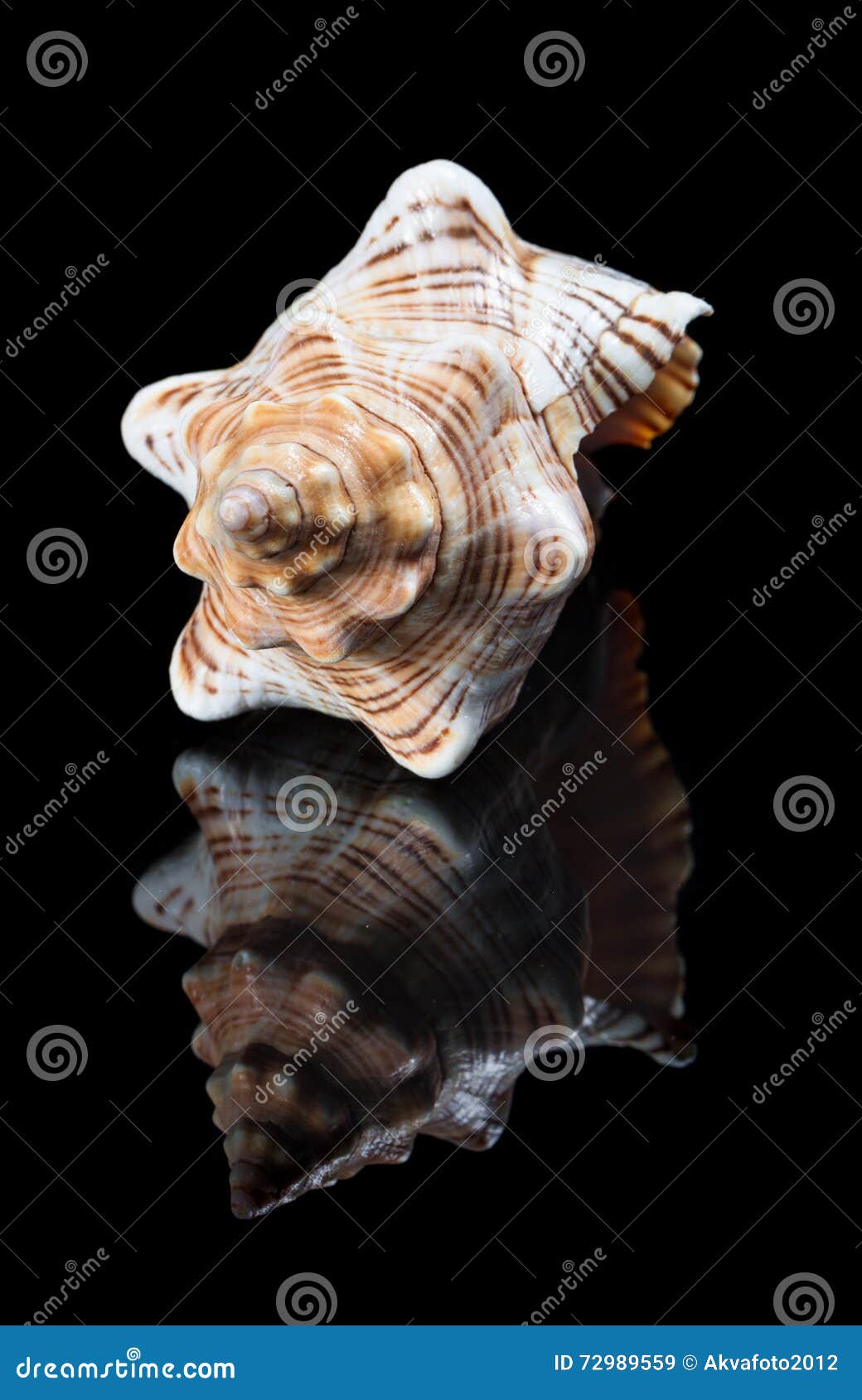 Close-up Shell with Reflection on Black Background. Stock Image - Image ...