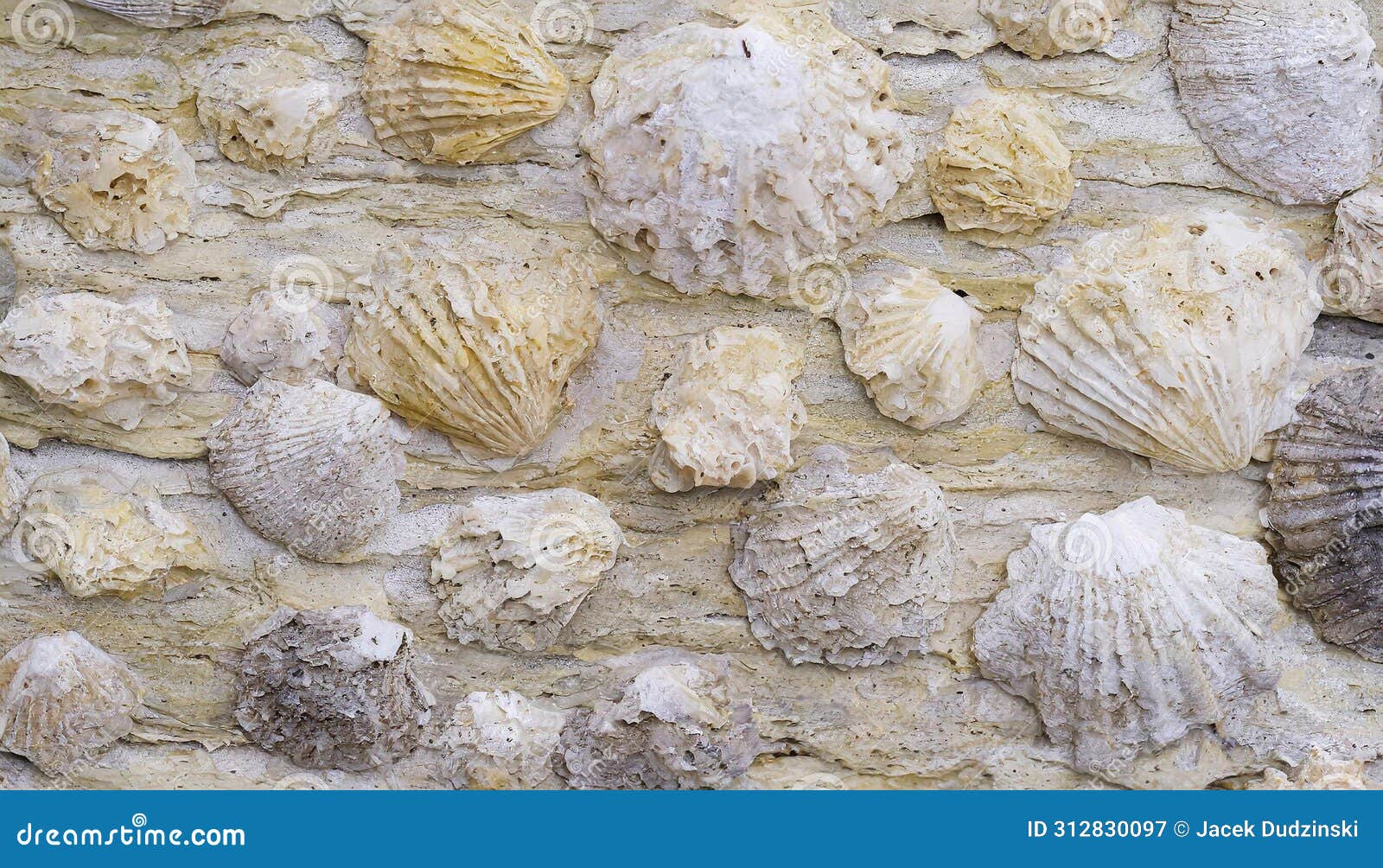 Close-up Of Shell Rock Texture. Rough Surface Of Coquina Limestone ...