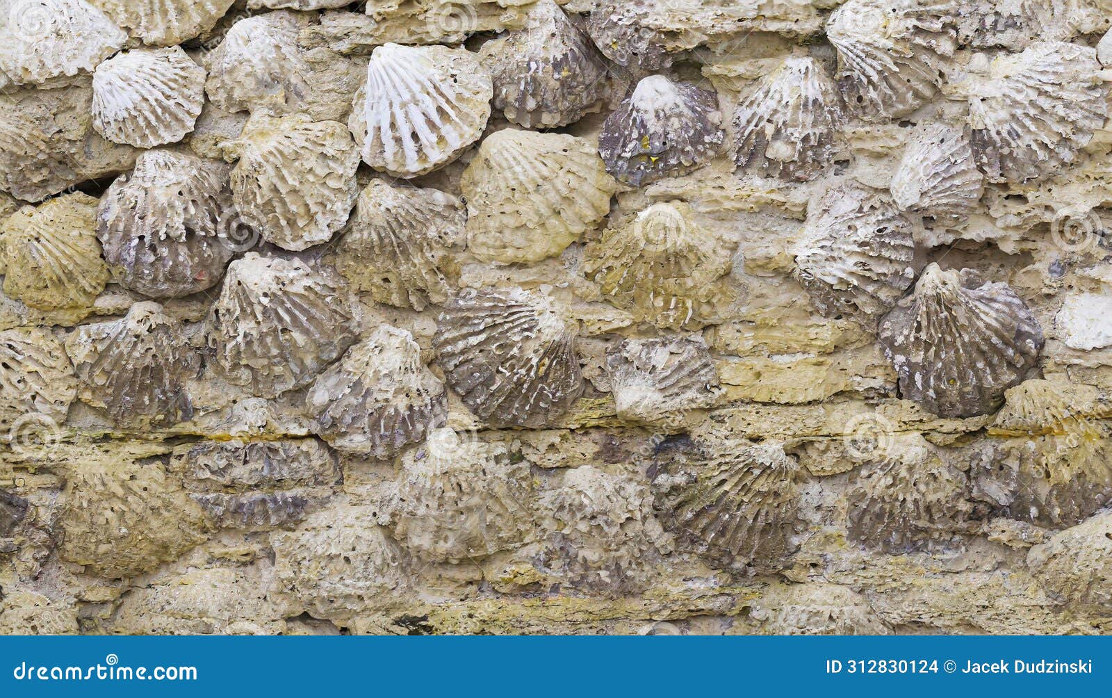 Coquina Limestone Wall Texture Natural Stone Surface Stock Image ...