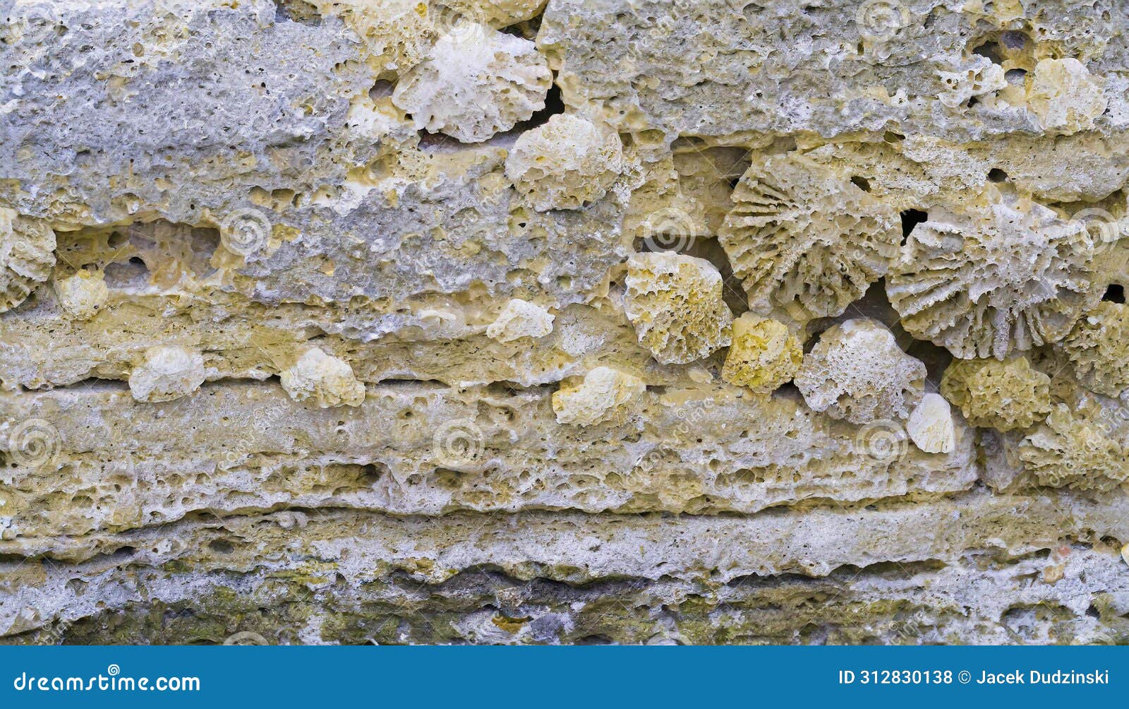 Close-up Of Shell Rock Texture. Rough Surface Of Coquina Limestone ...