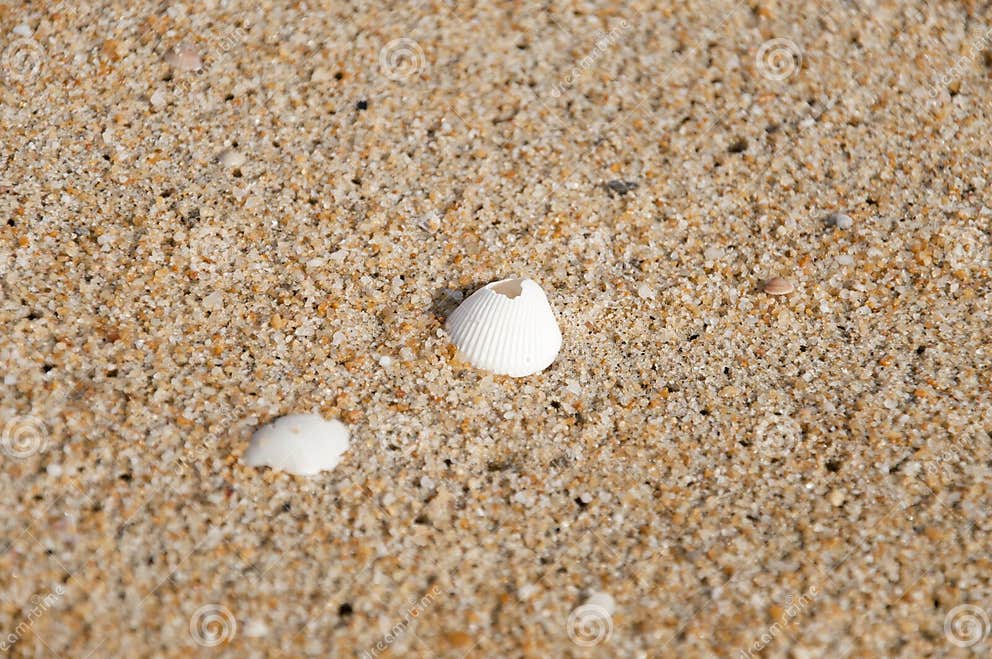 Close Up of Shell on the Sand at the Beach Stock Photo - Image of beach ...