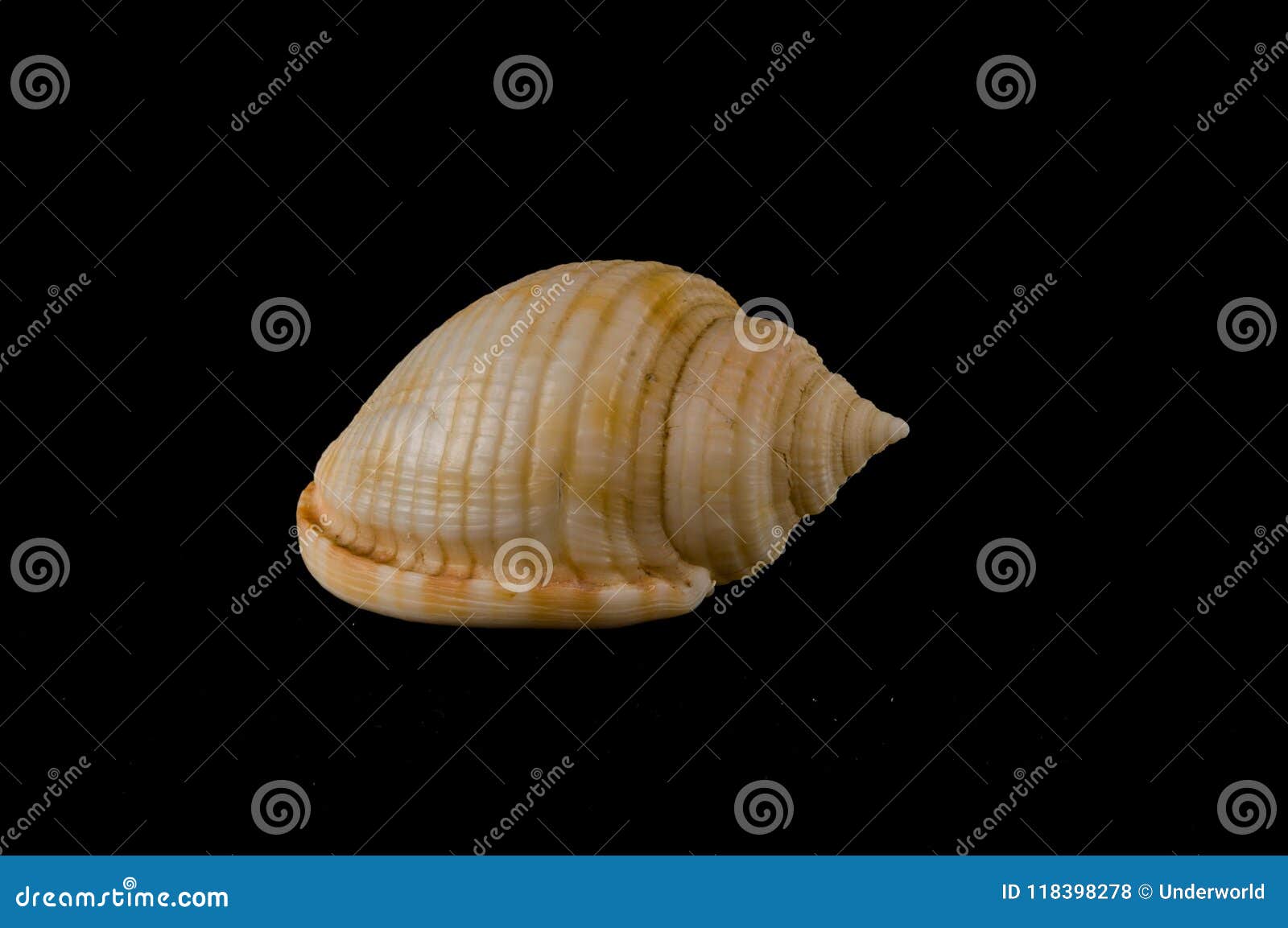 Close-up of shell seashell stock photo. Image of white - 118398278