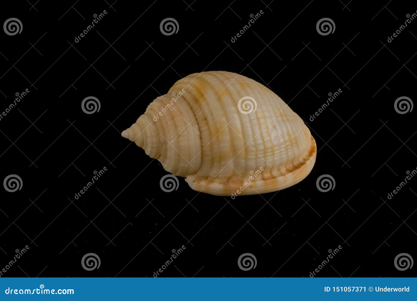 Close-up of shell seashell stock image. Image of closeup - 151057371