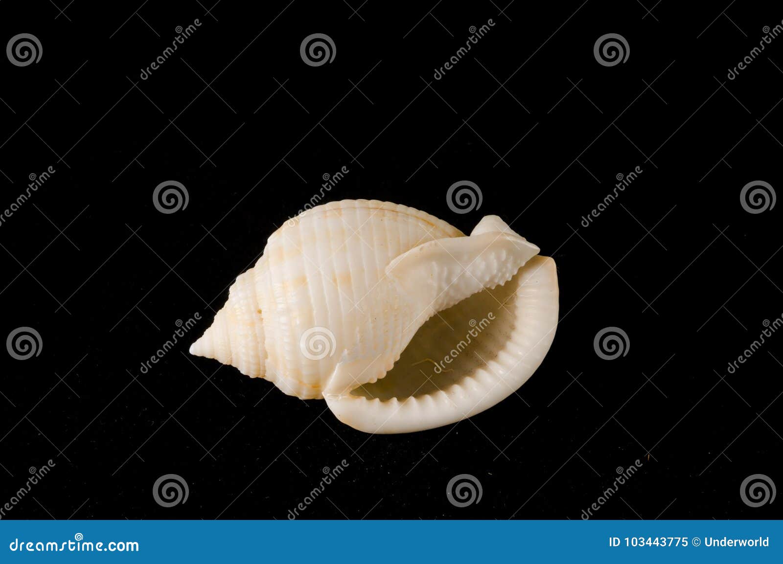 Close-up of shell seashell stock image. Image of shell - 103443775