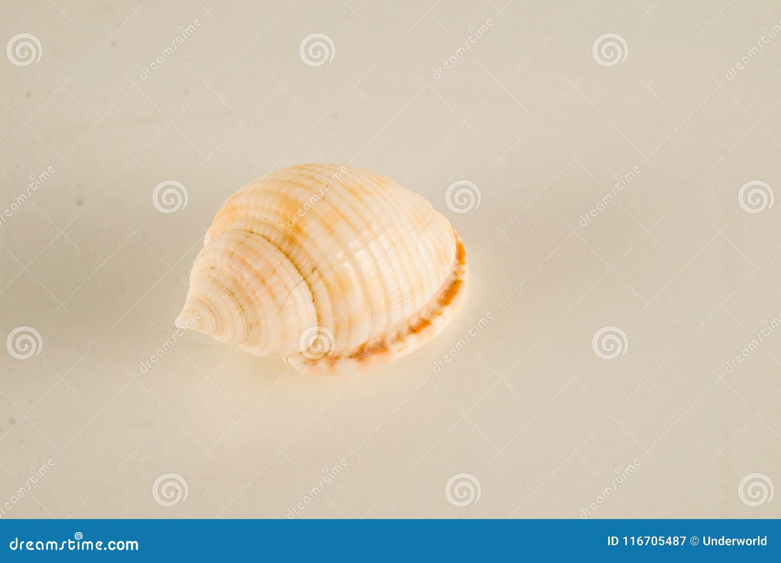 Close-up of shell seashell stock image. Image of white - 116705487