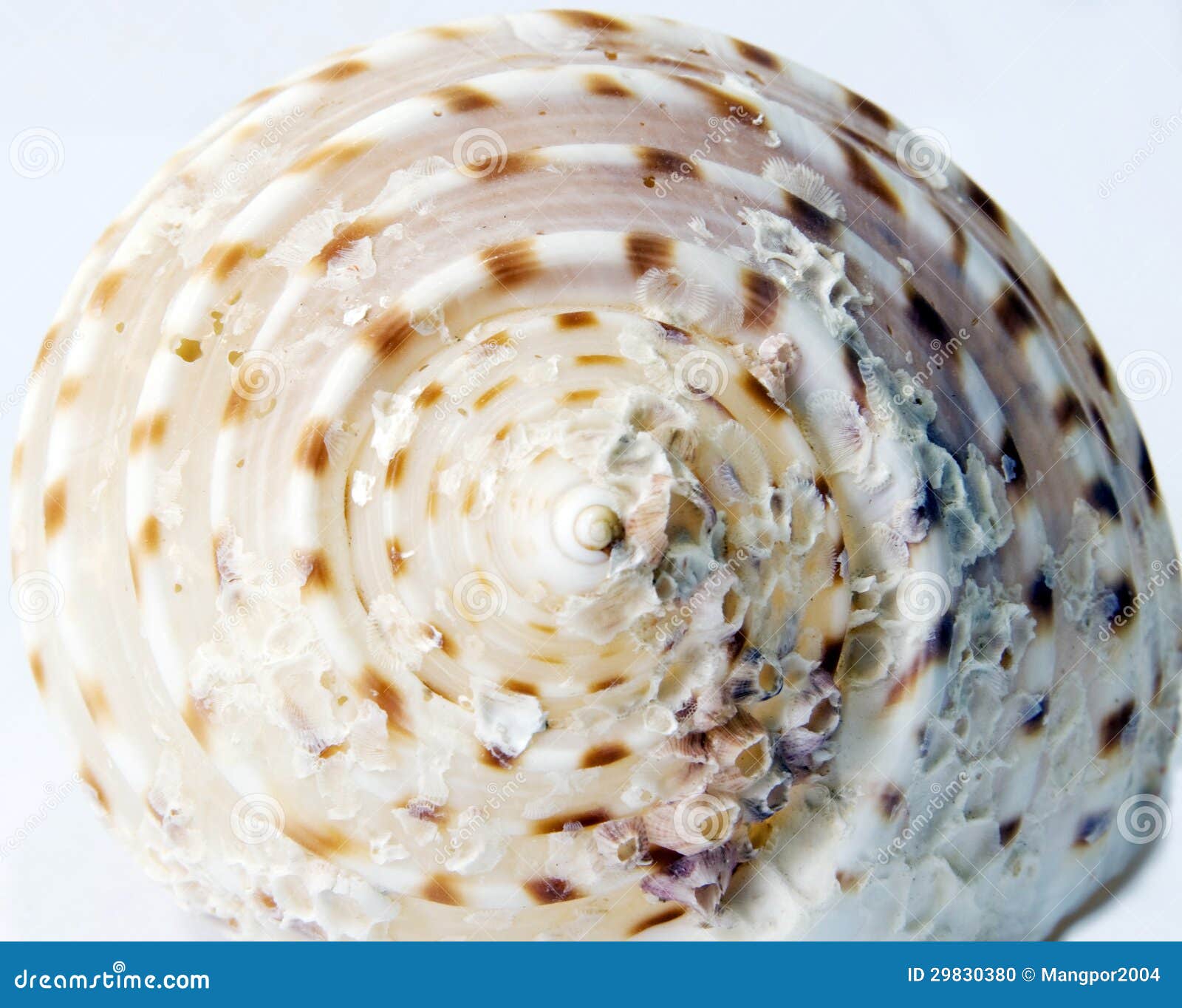 Shell texture. stock photo. Image of crust, animal, rough - 29830380
