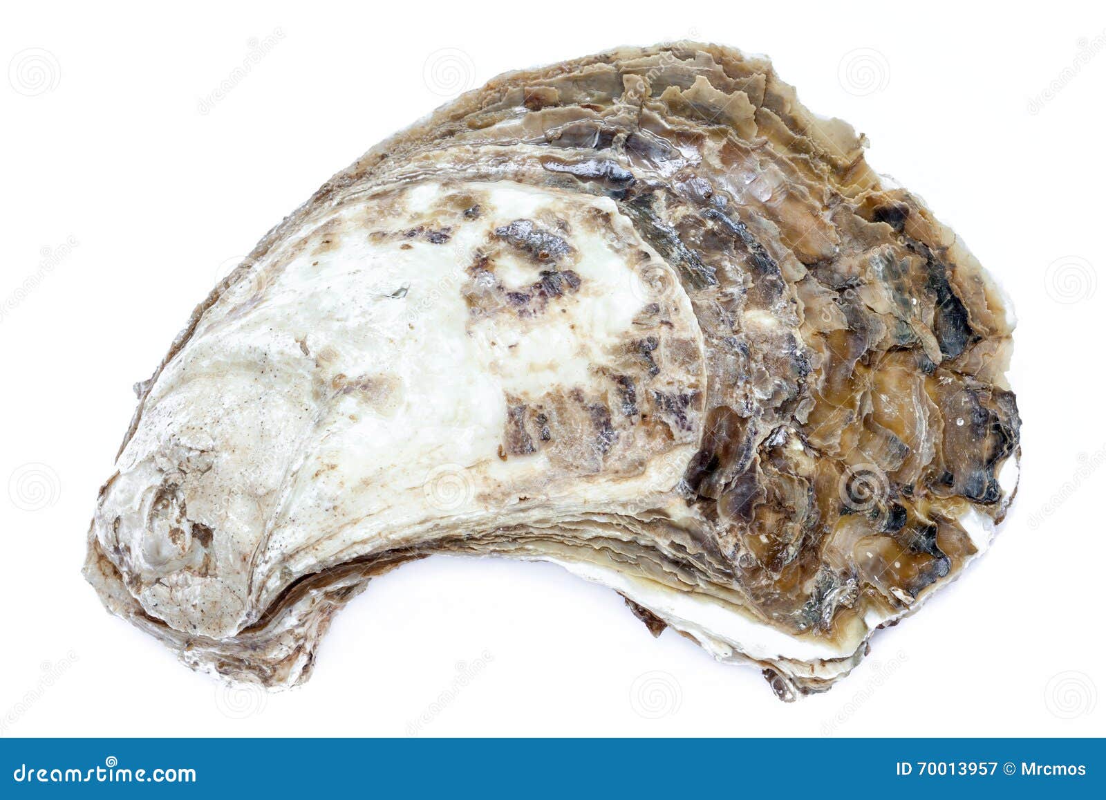 Close-up Shell Texture of Whole Fresh Oyster on White Background. Stock ...