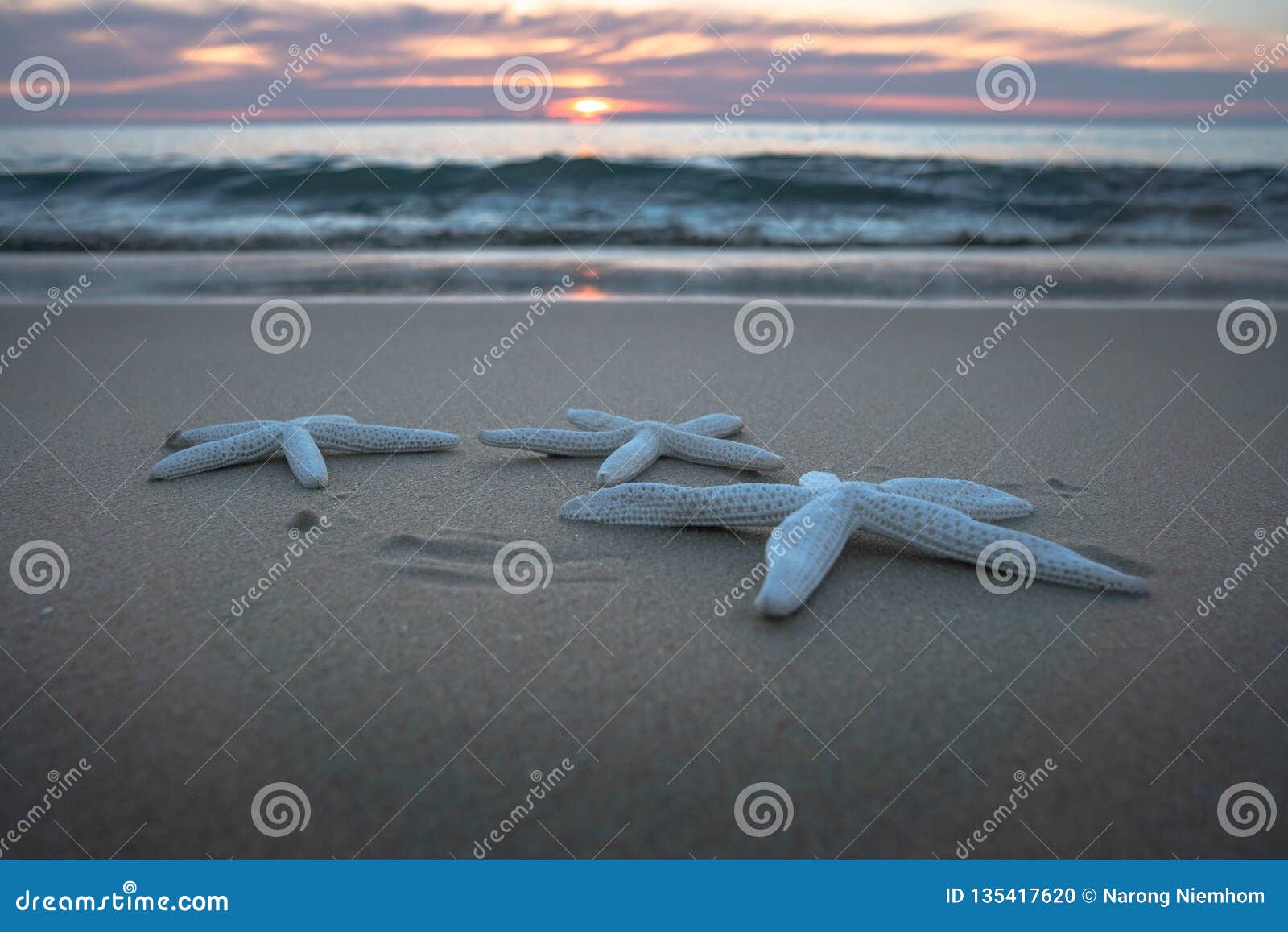 Close Up Shellfish on the Beach in Sunset Stock Photo - Image of beach ...