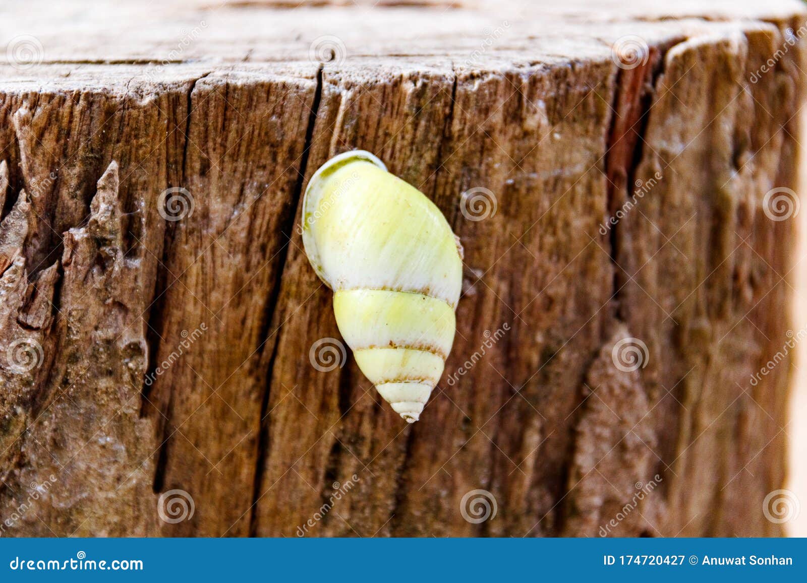 Close-up of Shells on Dry Tree Stumps Stock Image - Image of shellfish ...