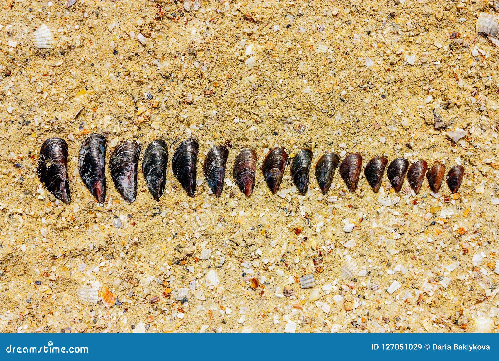 Close-up of Shells Gradient Stock Image - Image of macro, relax: 127051029