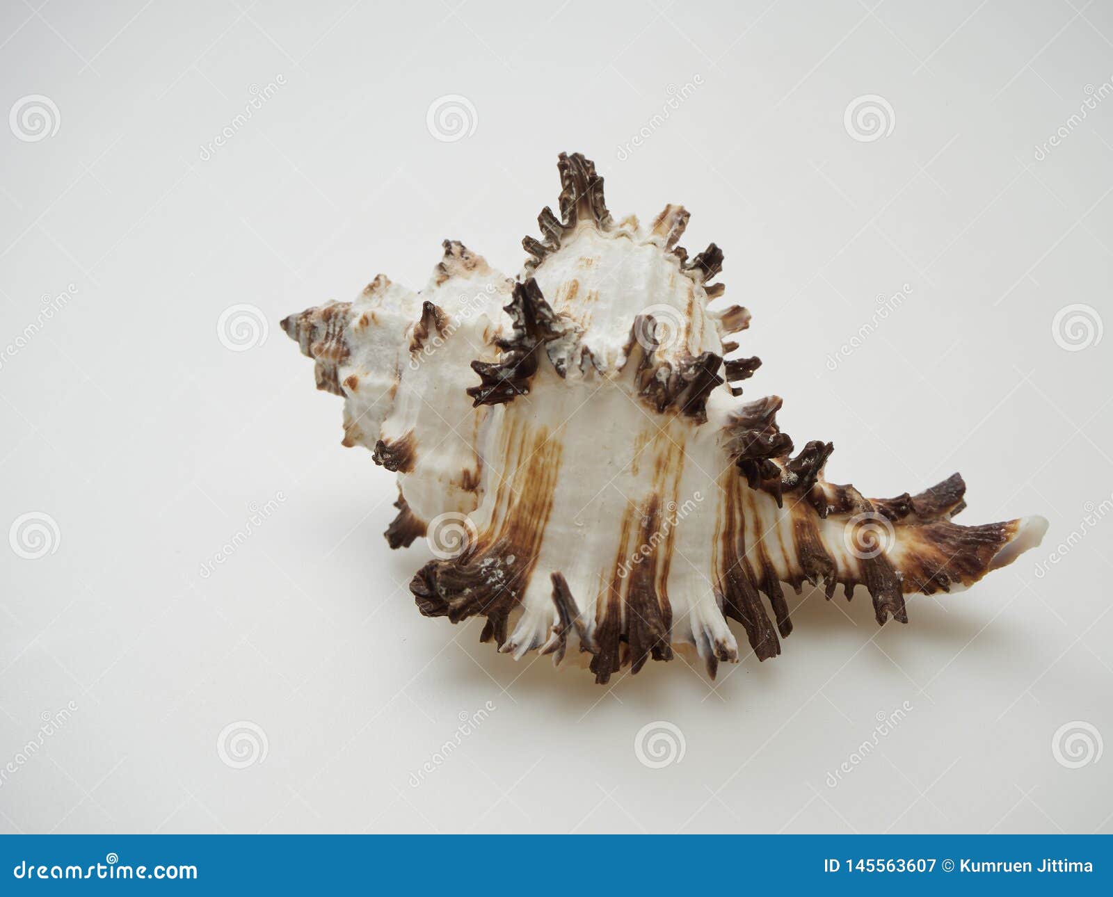 Beautiful patterned shells stock image. Image of ocean - 145563607