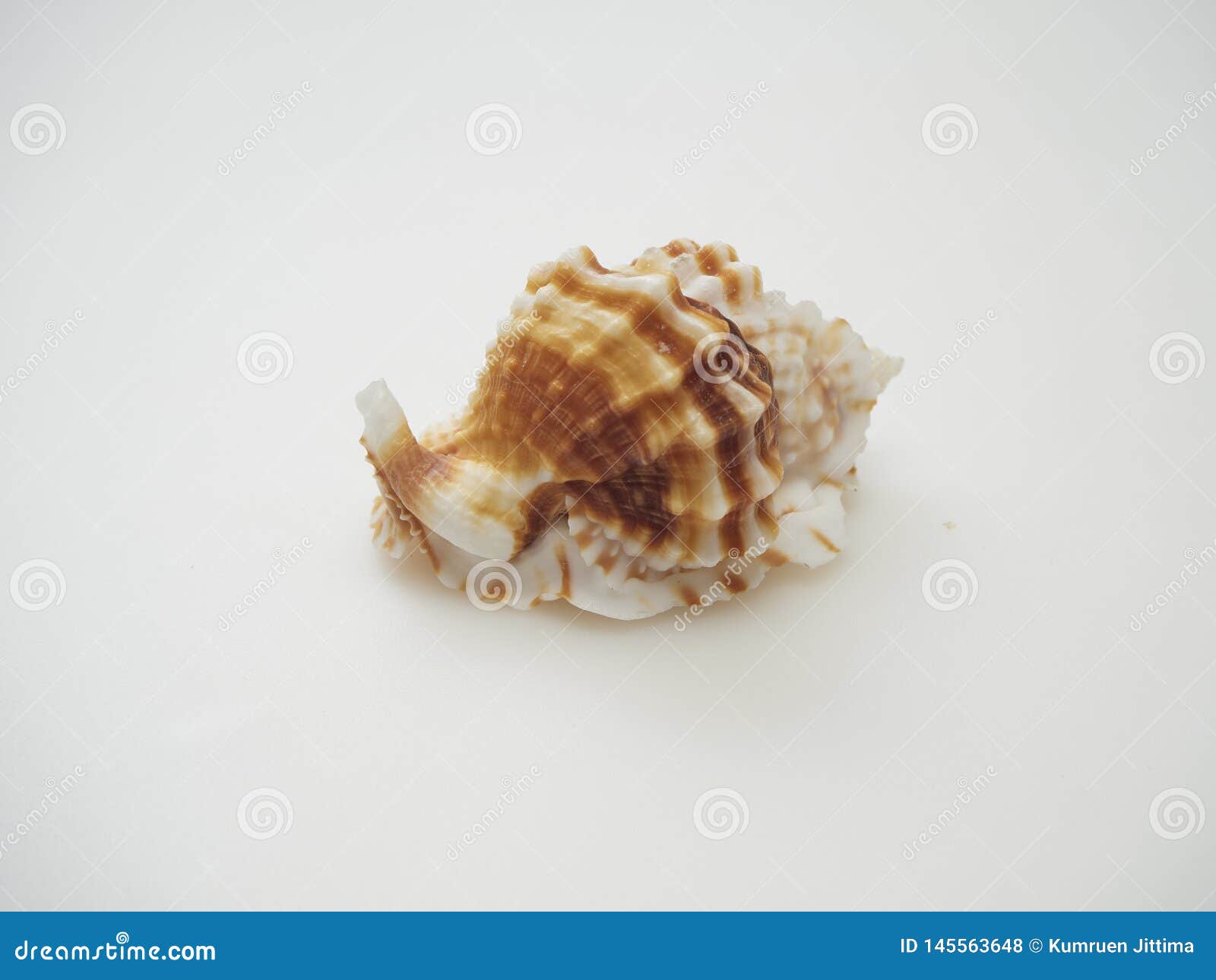 Beautiful patterned shells stock photo. Image of decoration - 145563648