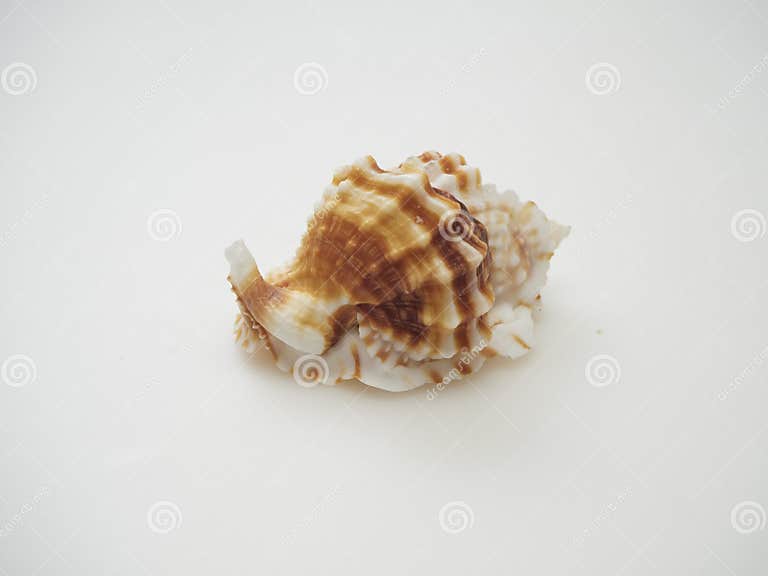 Beautiful patterned shells stock photo. Image of decoration - 145563648