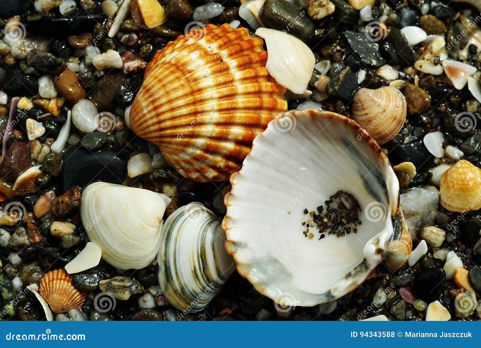 A close up of shells. stock photo. Image of material - 94343588