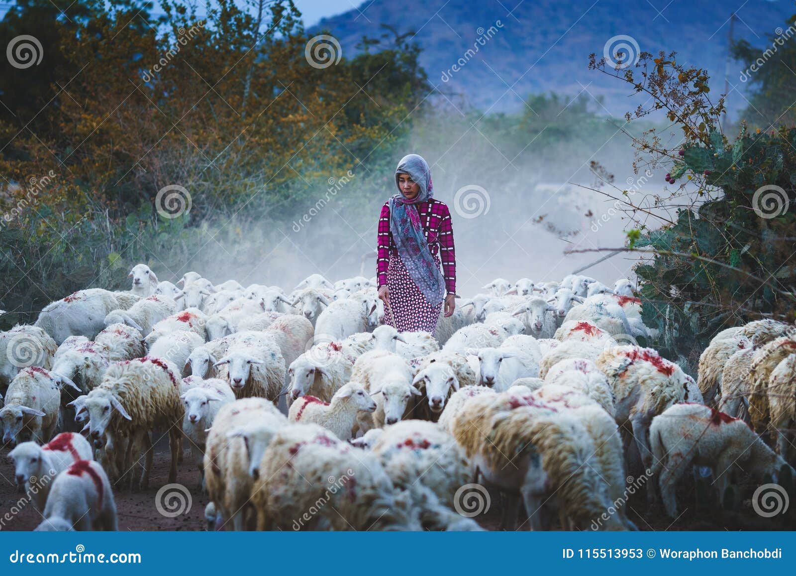 Shepherd stock image. Image of female, outdoor, grazing - 115513953