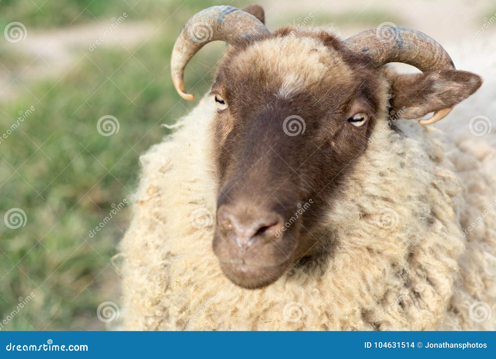 Close Up of Shetland Ram stock photo. Image of brown - 104631514