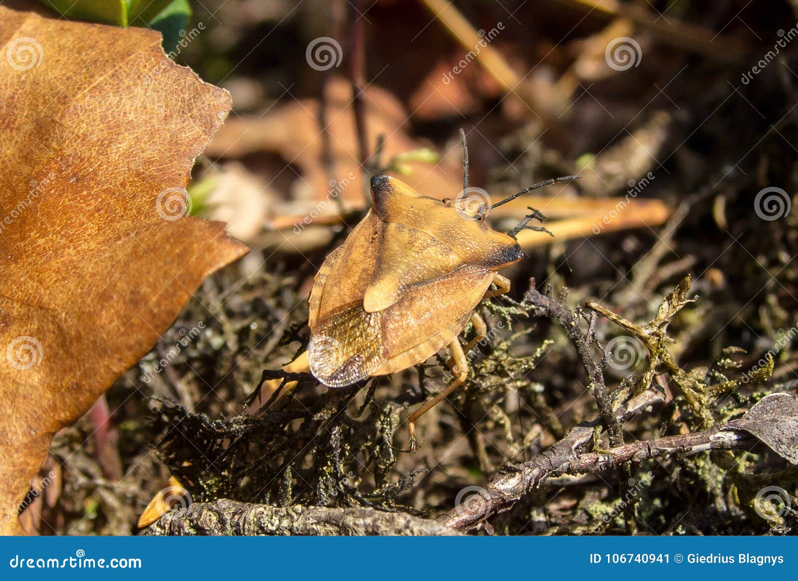 Shield Bug Carpocoris Fuscispinus Hiding Under Old Leaves Stock Image ...