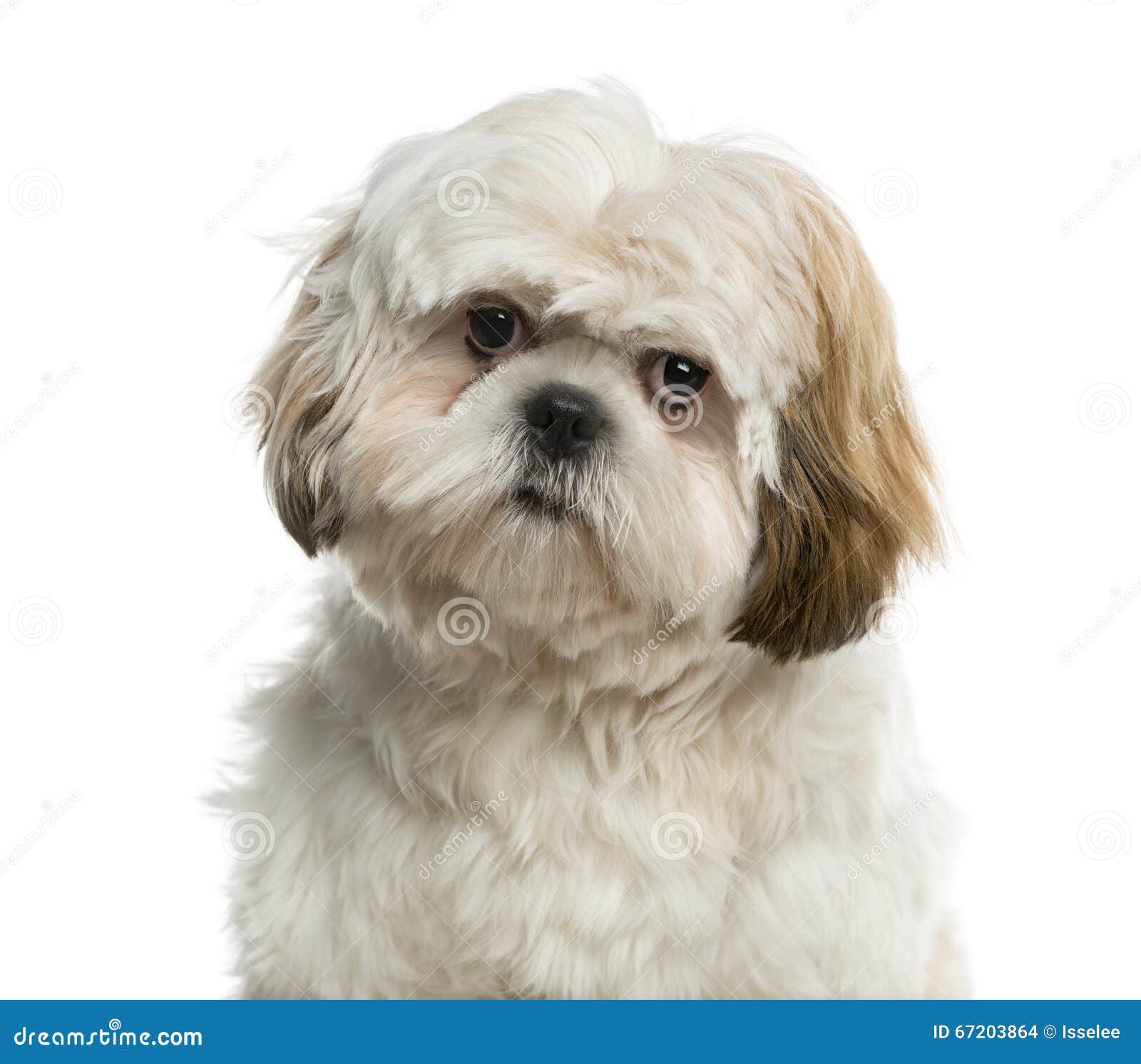 Close-up of a Shih Tzu stock photo. Image of animal, carnivore - 67203864